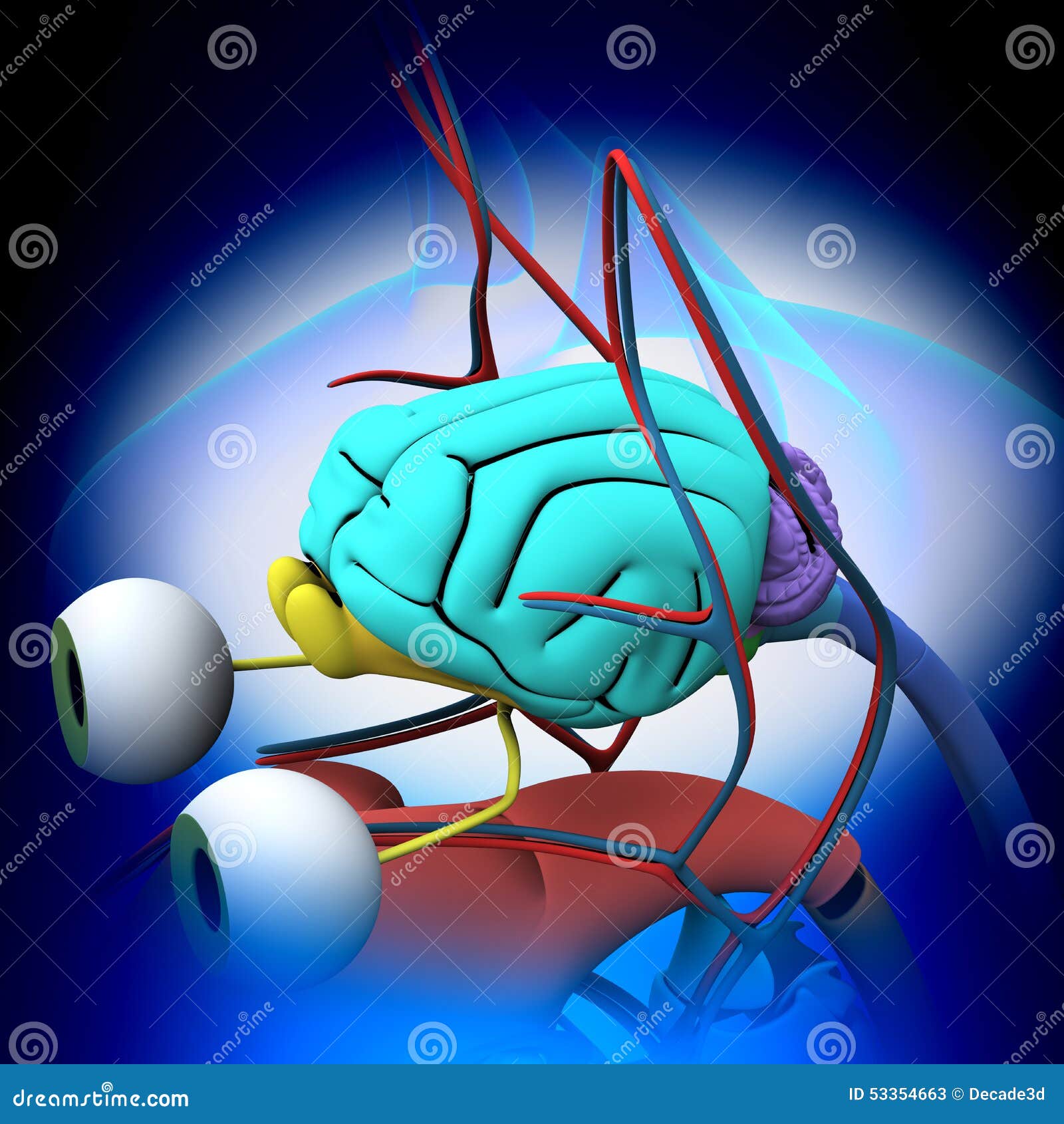 Cat Brain Anatomy - Anatomia De Cat Brain Ilustração Stock - Ilustração ...