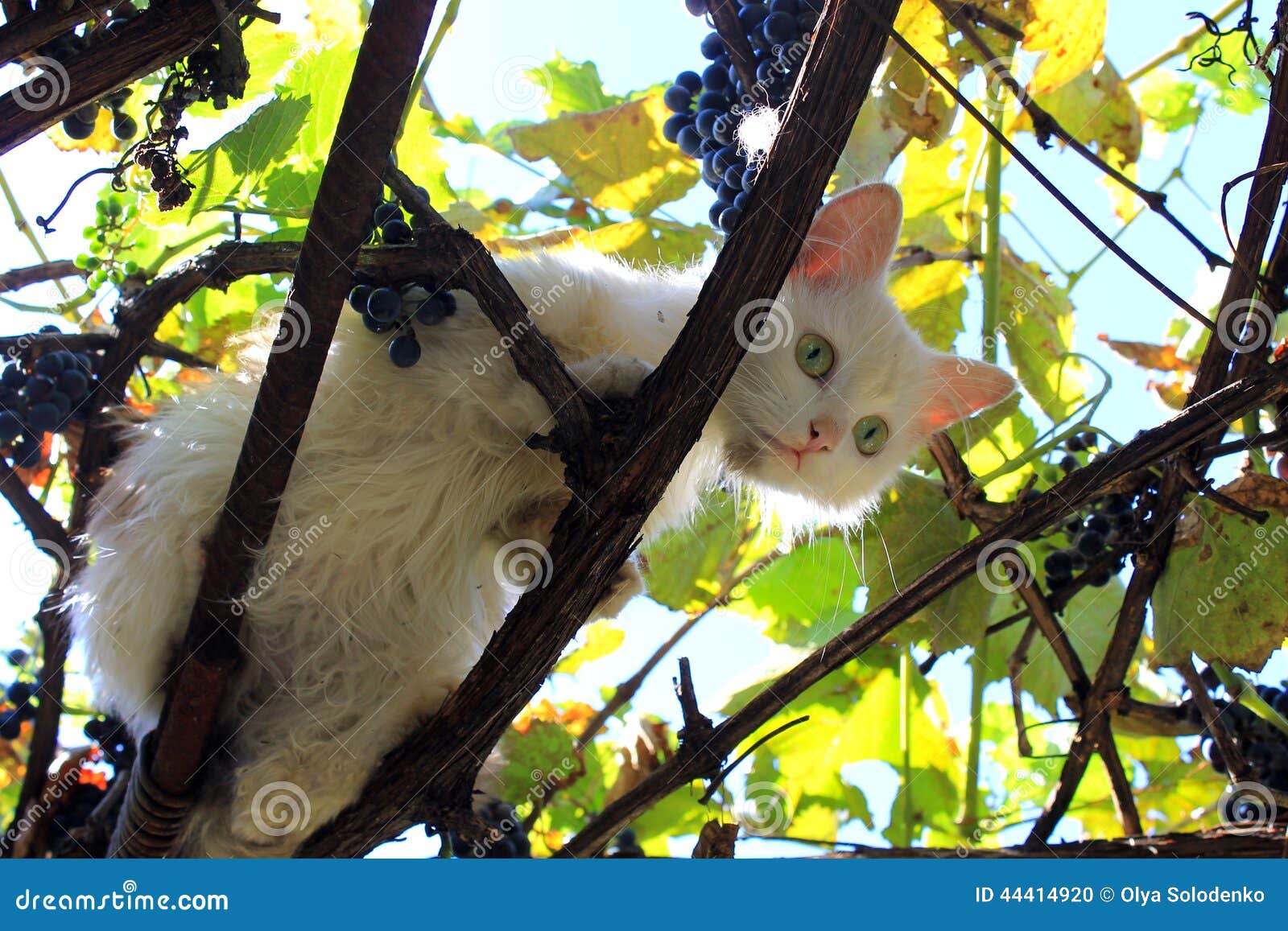 165 Cat Vines Stock Photos - Free & Royalty-Free Stock Photos from ...