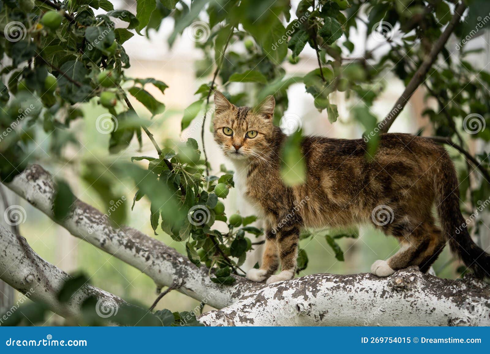 Cat among the Branches, Summer, Incredible Wildlife Stock Image - Image ...