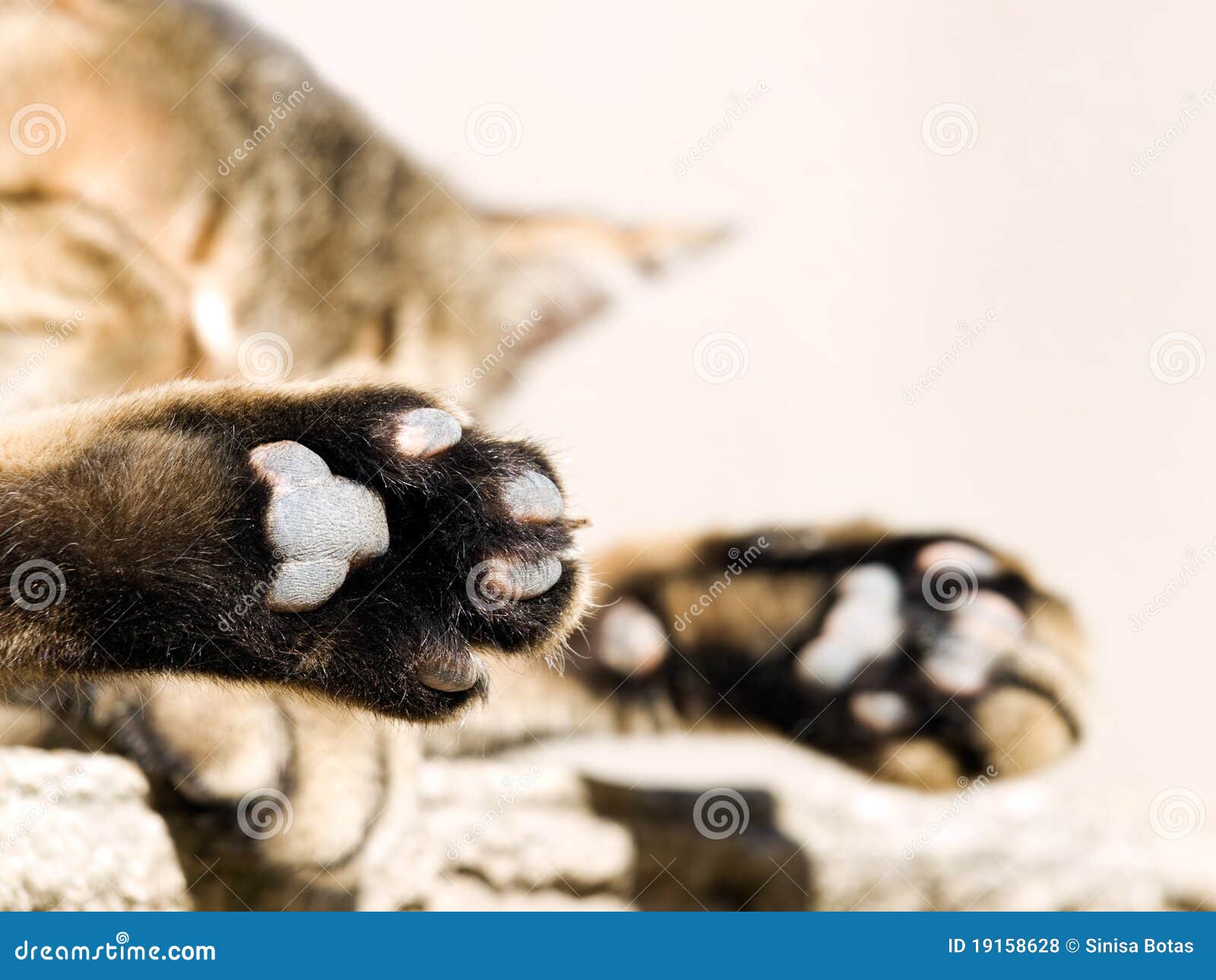 Cat break stock photo. Image of resting, peaceful, feline - 19158628