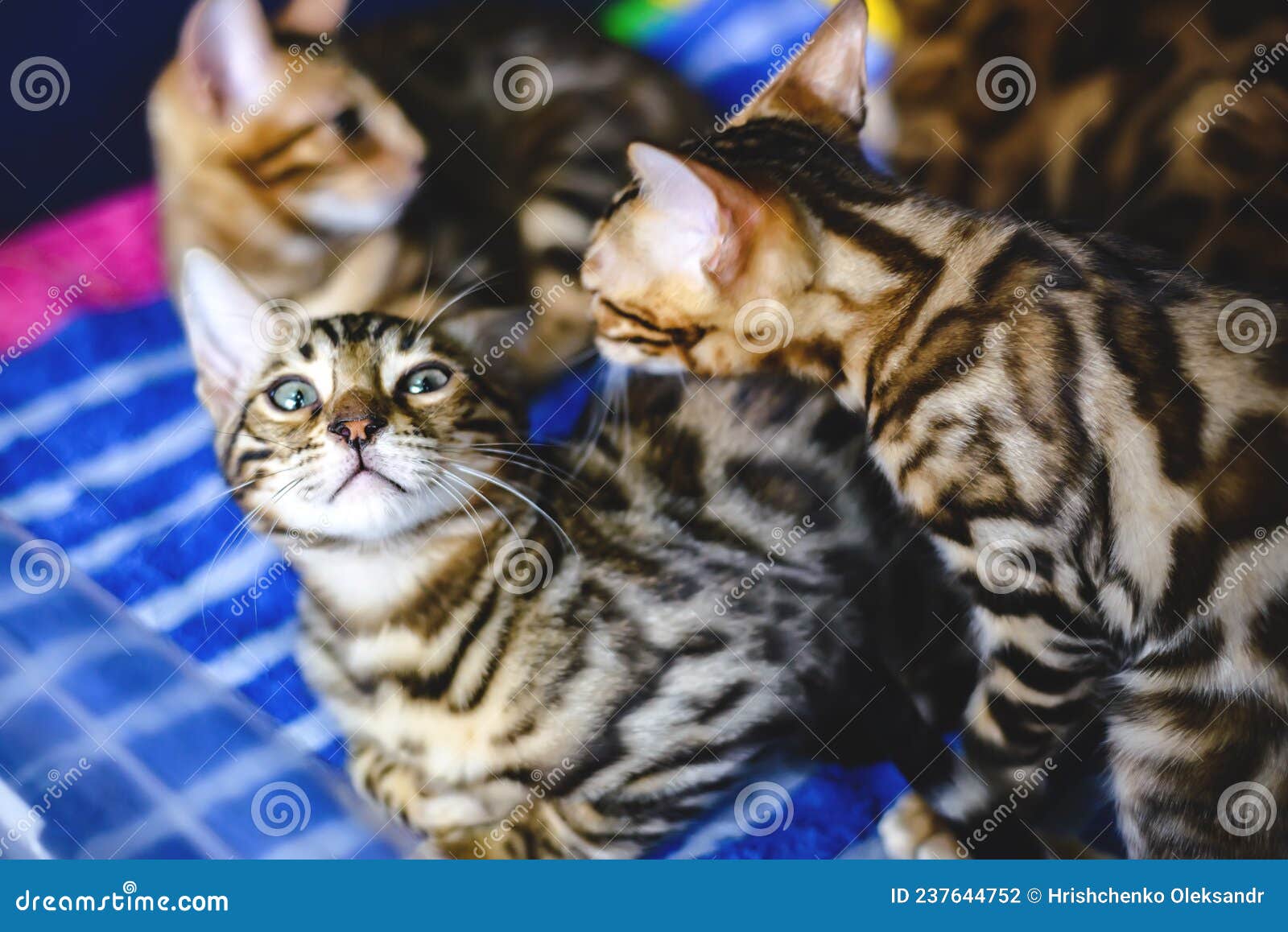 Spotted Cats of Leopard Coloring Stock Photo - Image of background ...