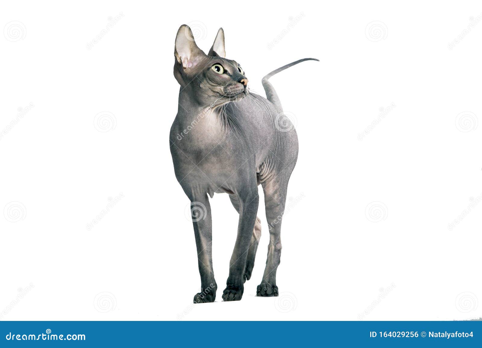 Cat a Sphinx on a White Background in Studio Isolate Stock Photo ...