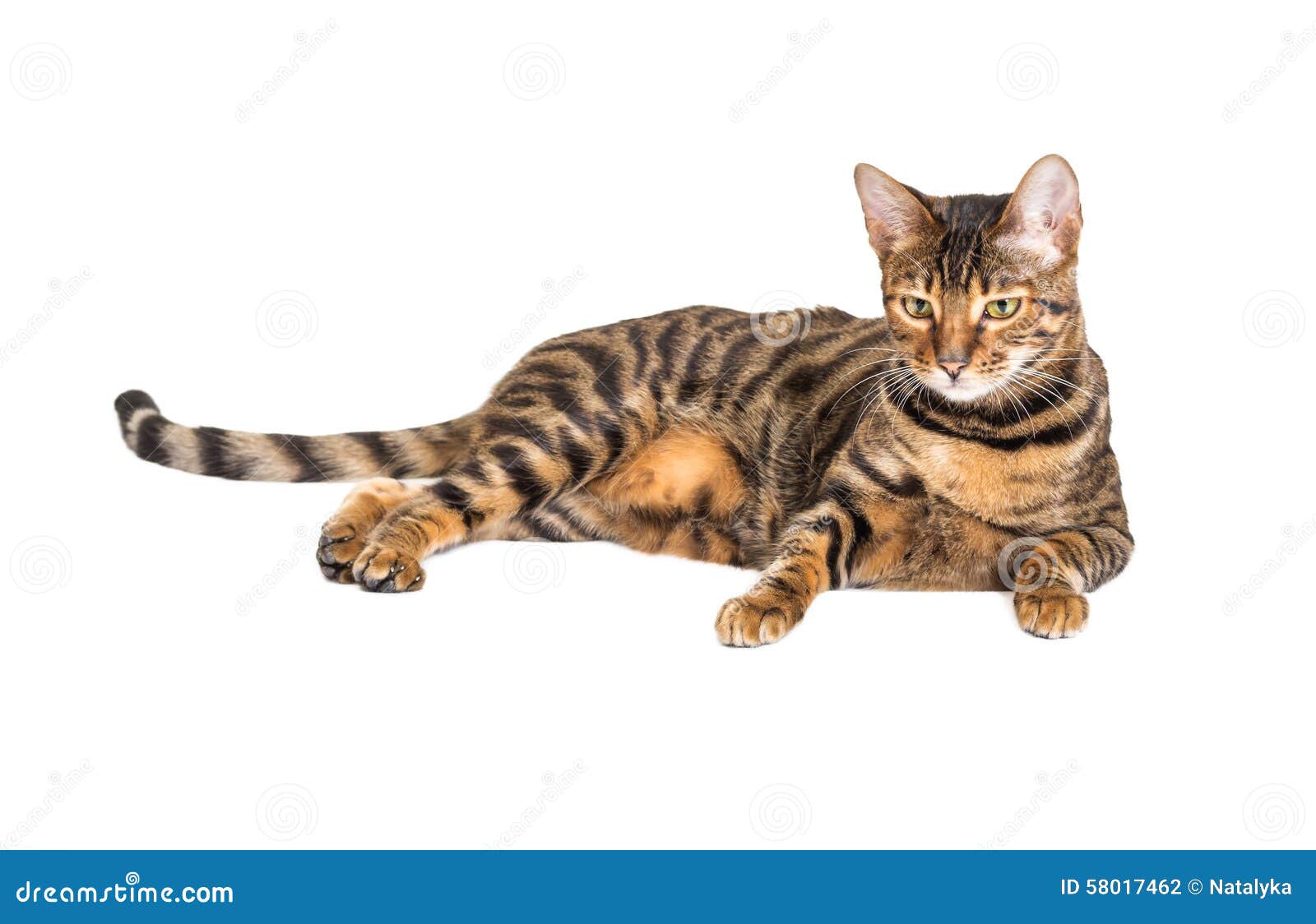 Cat Breed Toyger Stock Photo | CartoonDealer.com #58017462