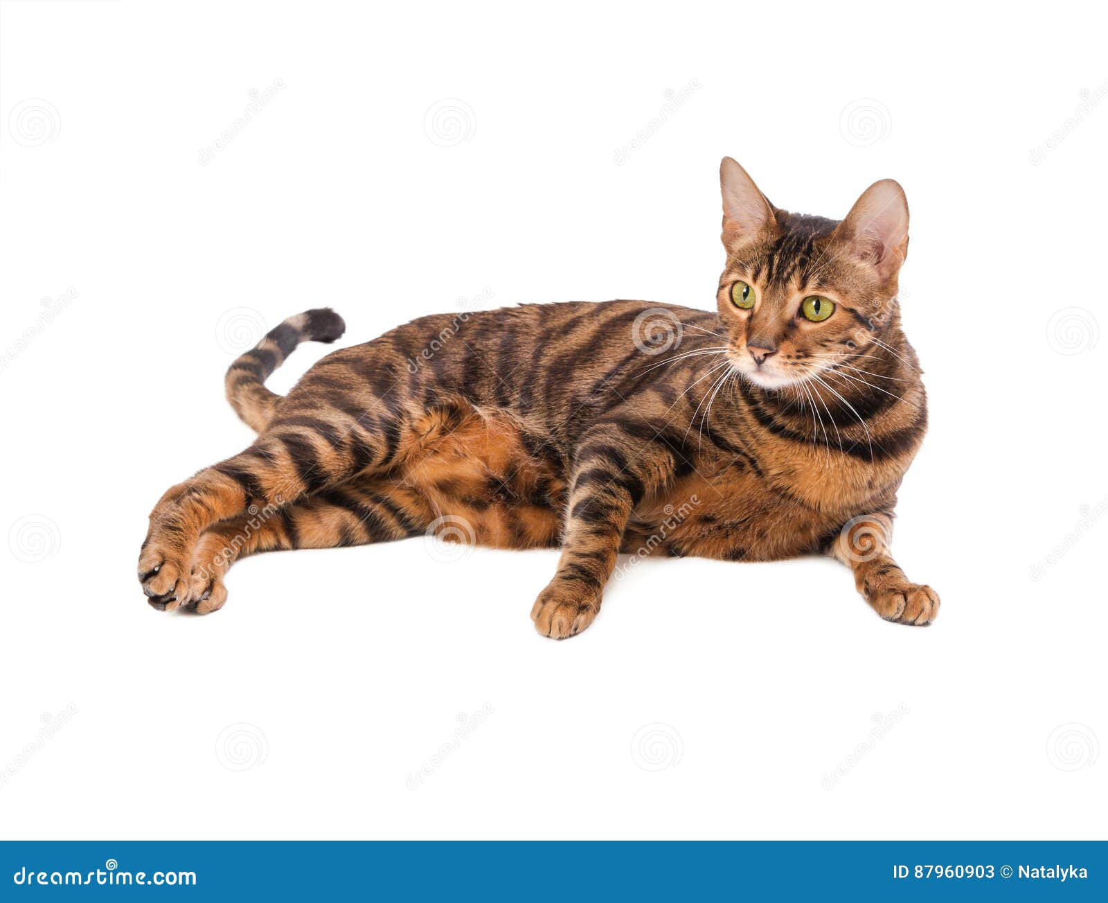 Cat Breed Toyger Stock Photography | CartoonDealer.com #58017452