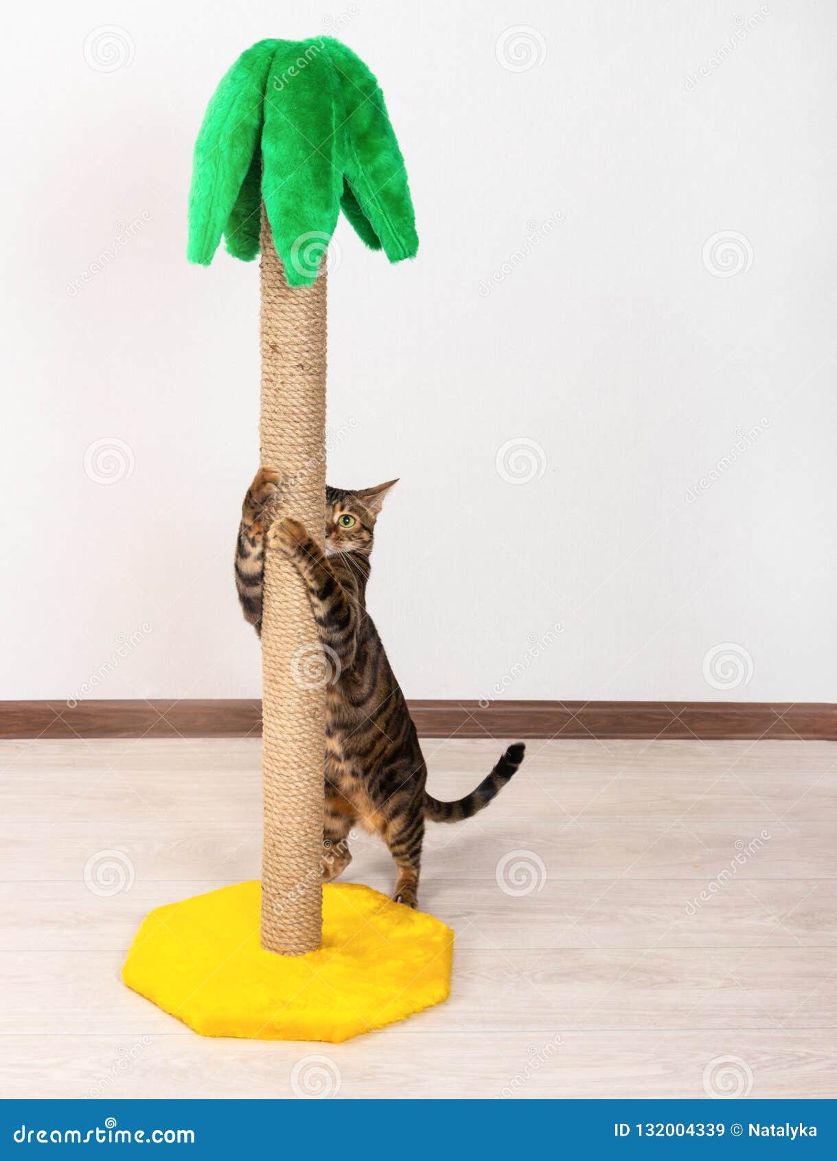 Cat Breed Toyger Sharpening Claws on Claw Sharpener Stock Image - Image ...