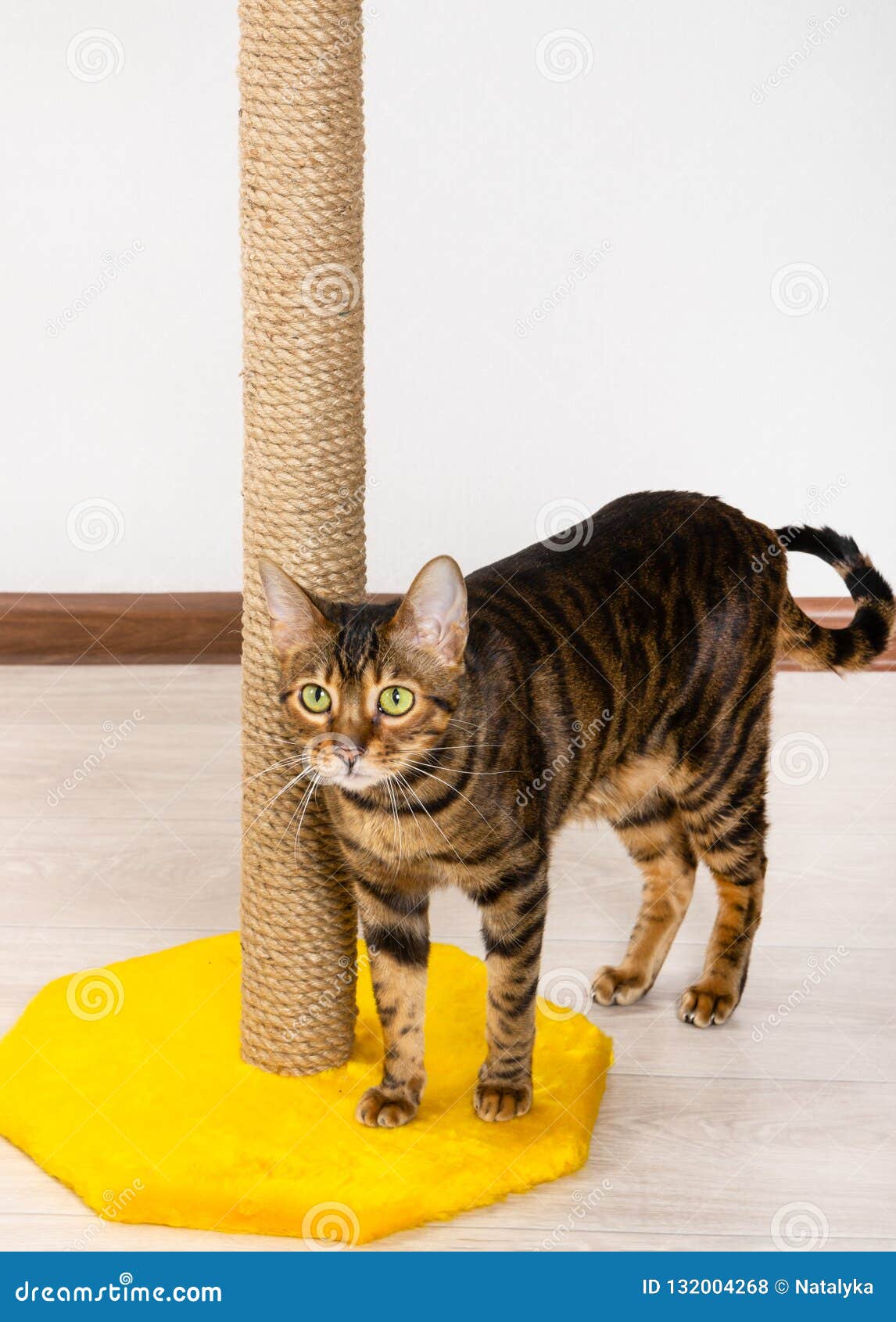 Cat Breed Toyger Stands Near Claw Sharpener Stock Photo - Image of ...