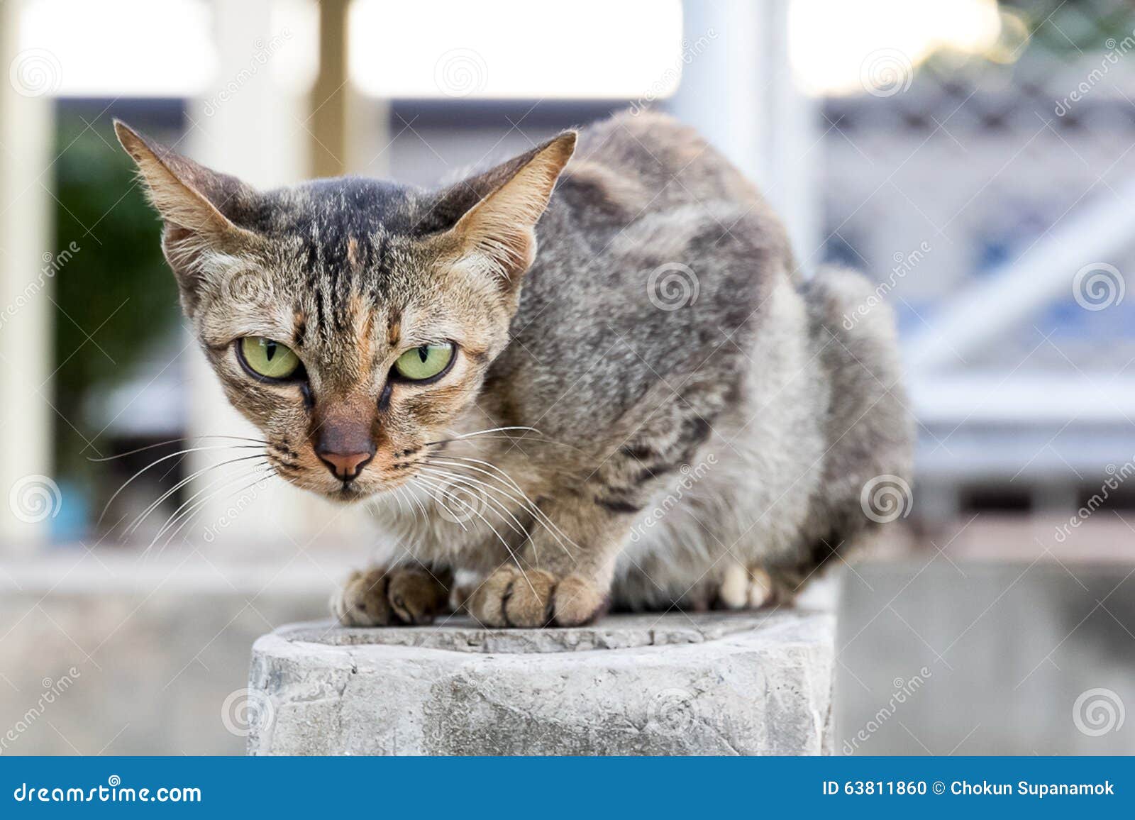 Cat on brick wall stock photo. Image of cute, wall, funny - 63811860