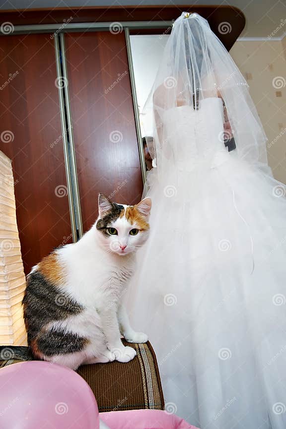 Cat and bride stock image. Image of wedding, luxury, white - 14064351