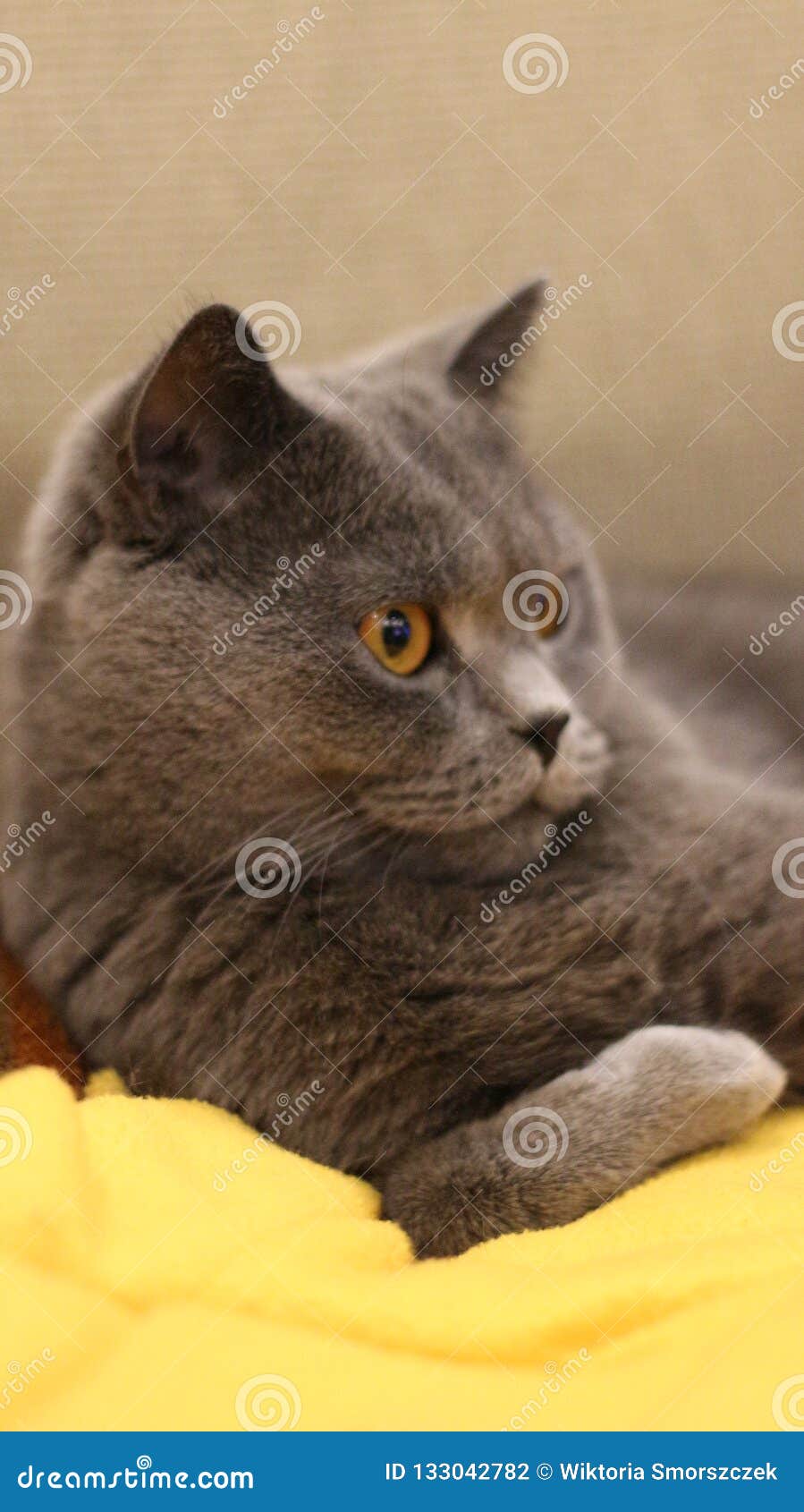 Cat britan stock photo. Image of british, archie, breed - 133042782