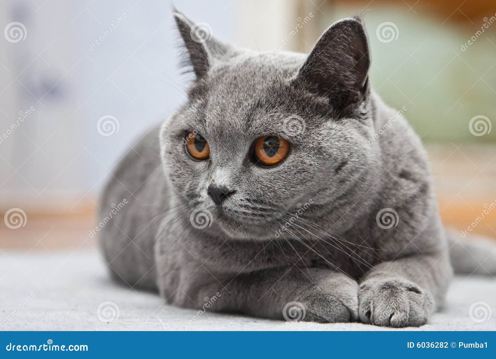 Cat of the British breed stock photo. Image of looks, paws - 6036282