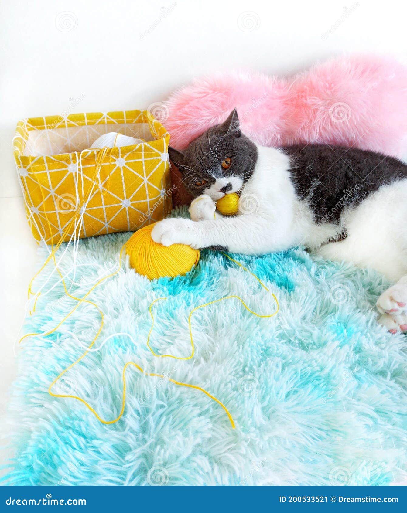 The Cat of the British Breed is Entangled in the Threads. Stock Image ...