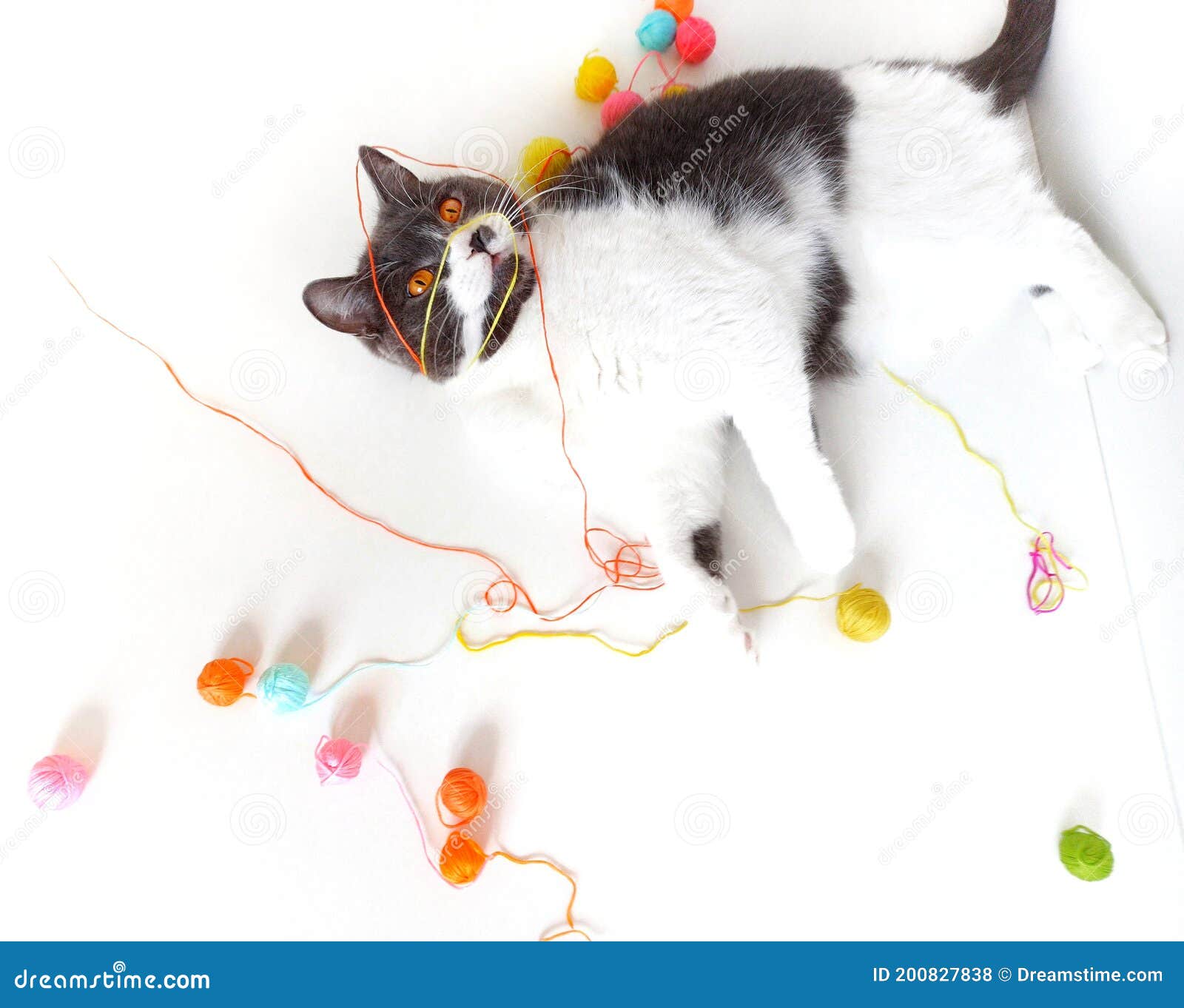 The Cat of the British Breed is Entangled in the Threads. Stock Photo ...