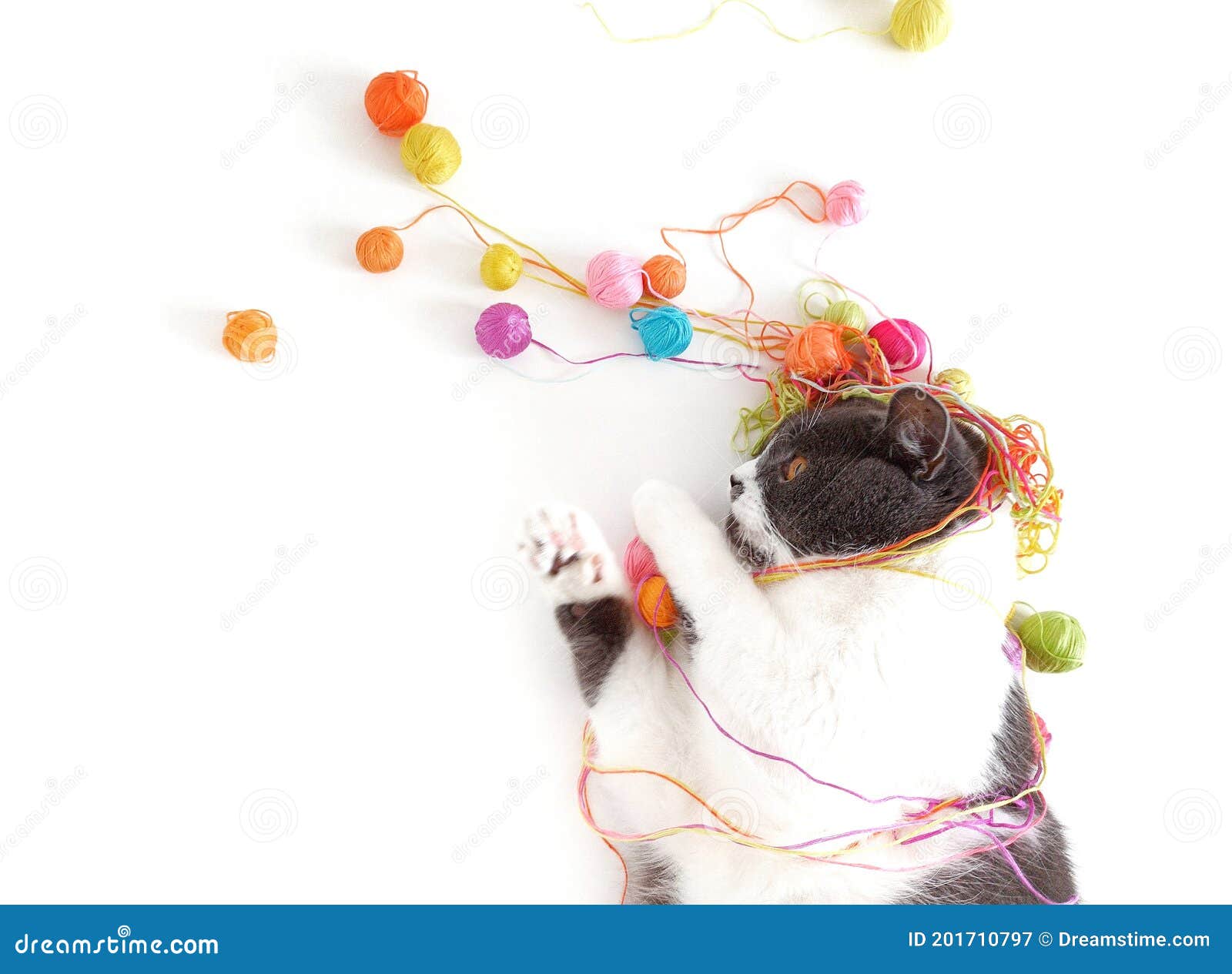 The Cat of the British Breed is Entangled in the Threads. Stock Image ...