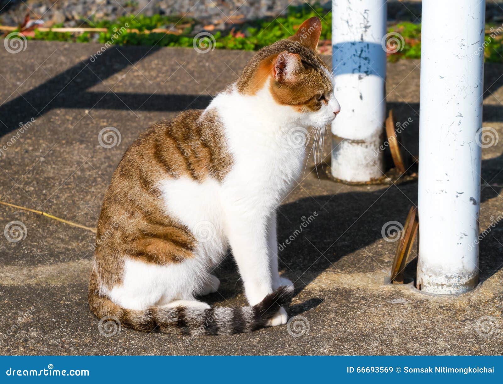 A cat with a broken ear. stock image. Image of domestic - 66693569