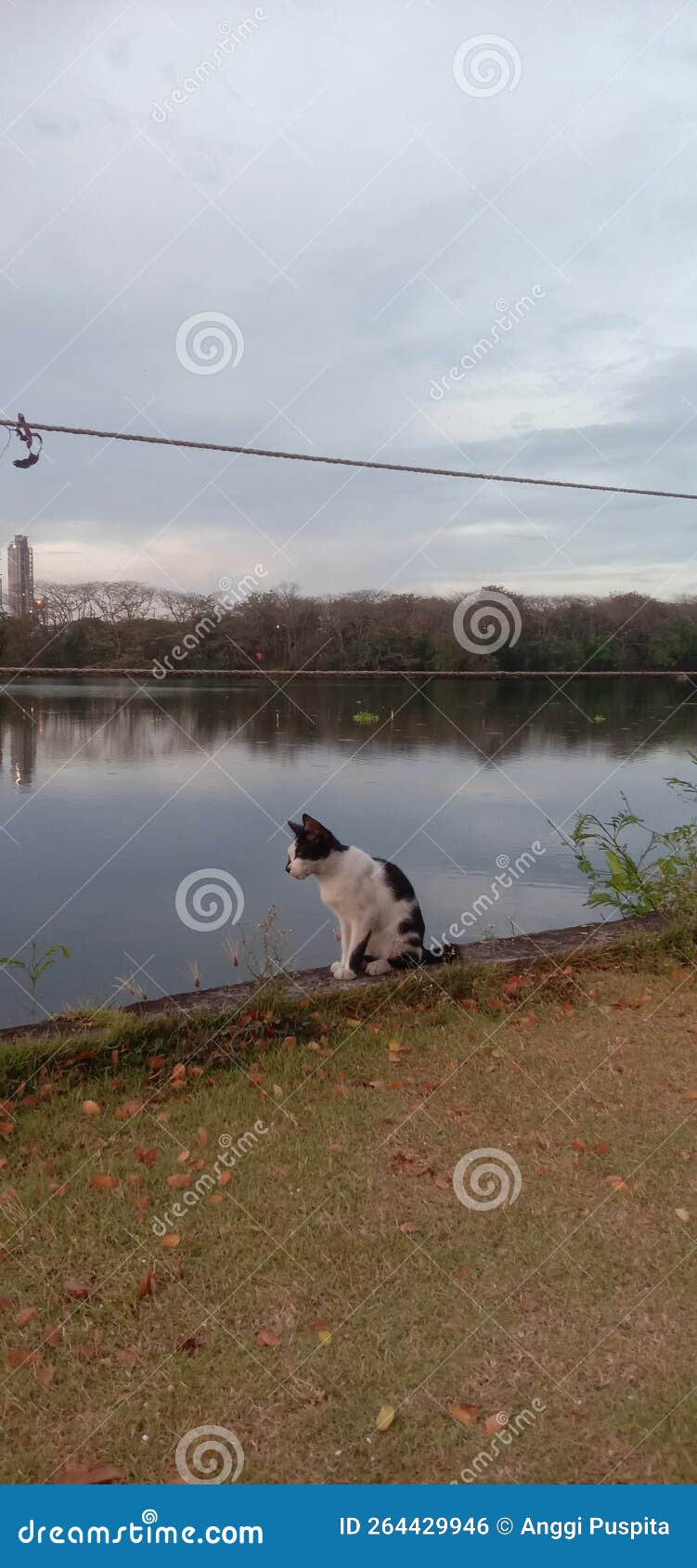 Cat Brooding on the Edge of the Lake Stock Photo - Image of autumn ...