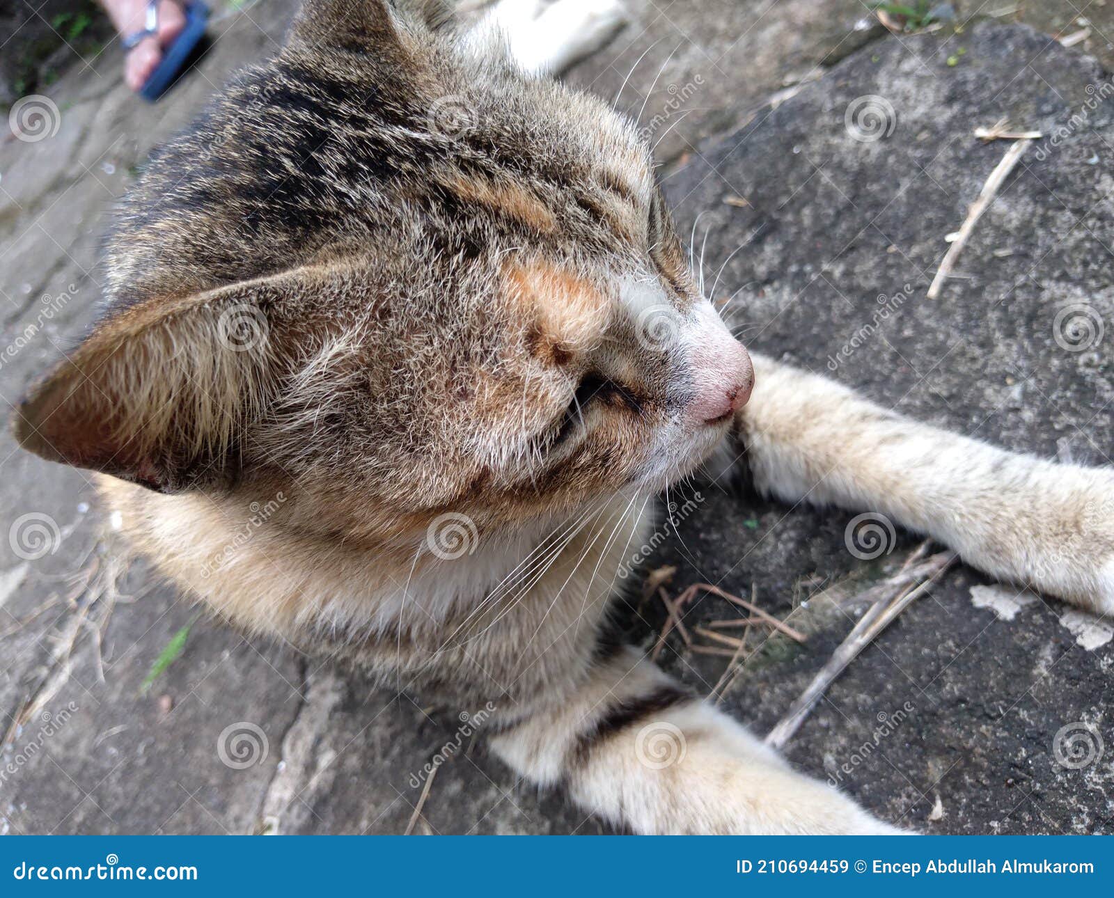A cat brooding on its own stock image. Image of wildcat - 210694459