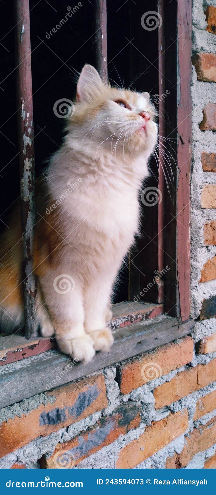 Cat Brooding Over the Window Stock Image - Image of puppy, black: 243594073