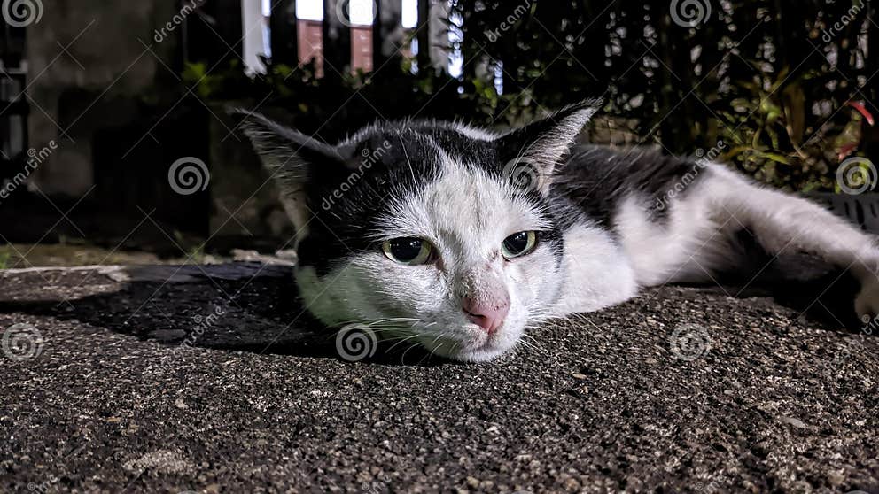Cat Brooding by the Roadside Stock Image - Image of domesticcat ...