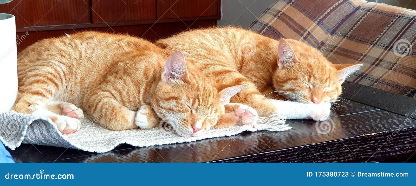Cat brother love stock image. Image of ginger, love - 175380723