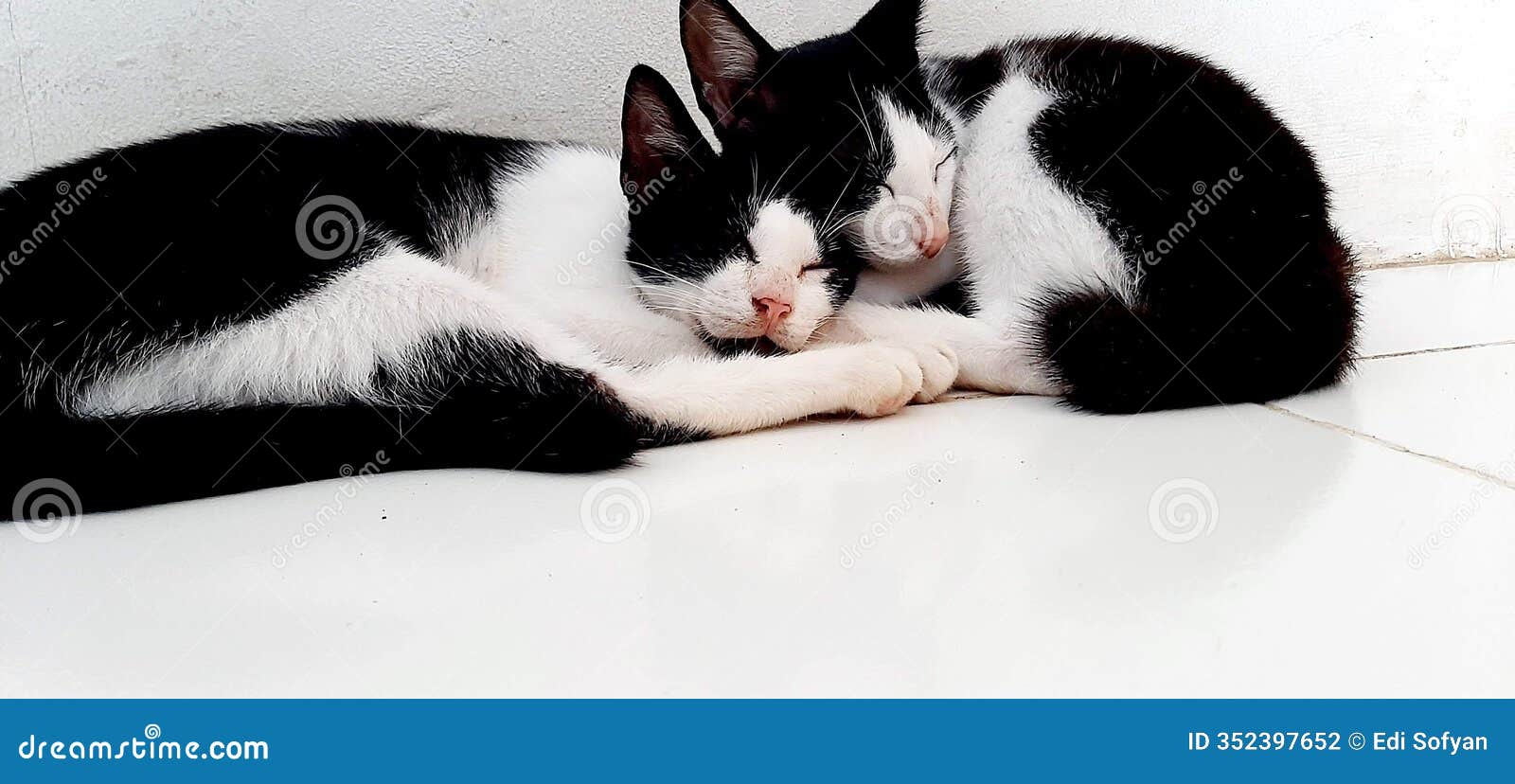 Cat brothers stock photo. Image of lucu, bersaudara - 352397652