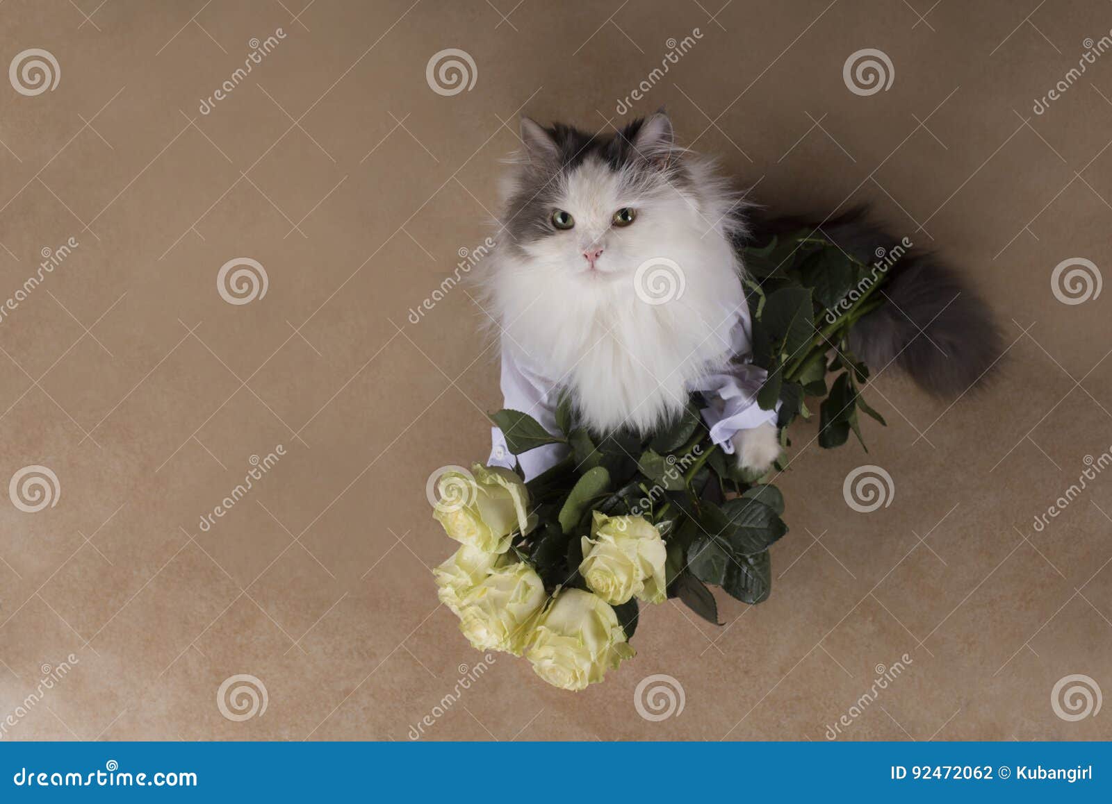 Cat Brought a Bouquet of Roses As a Gift Stock Photo - Image of house ...
