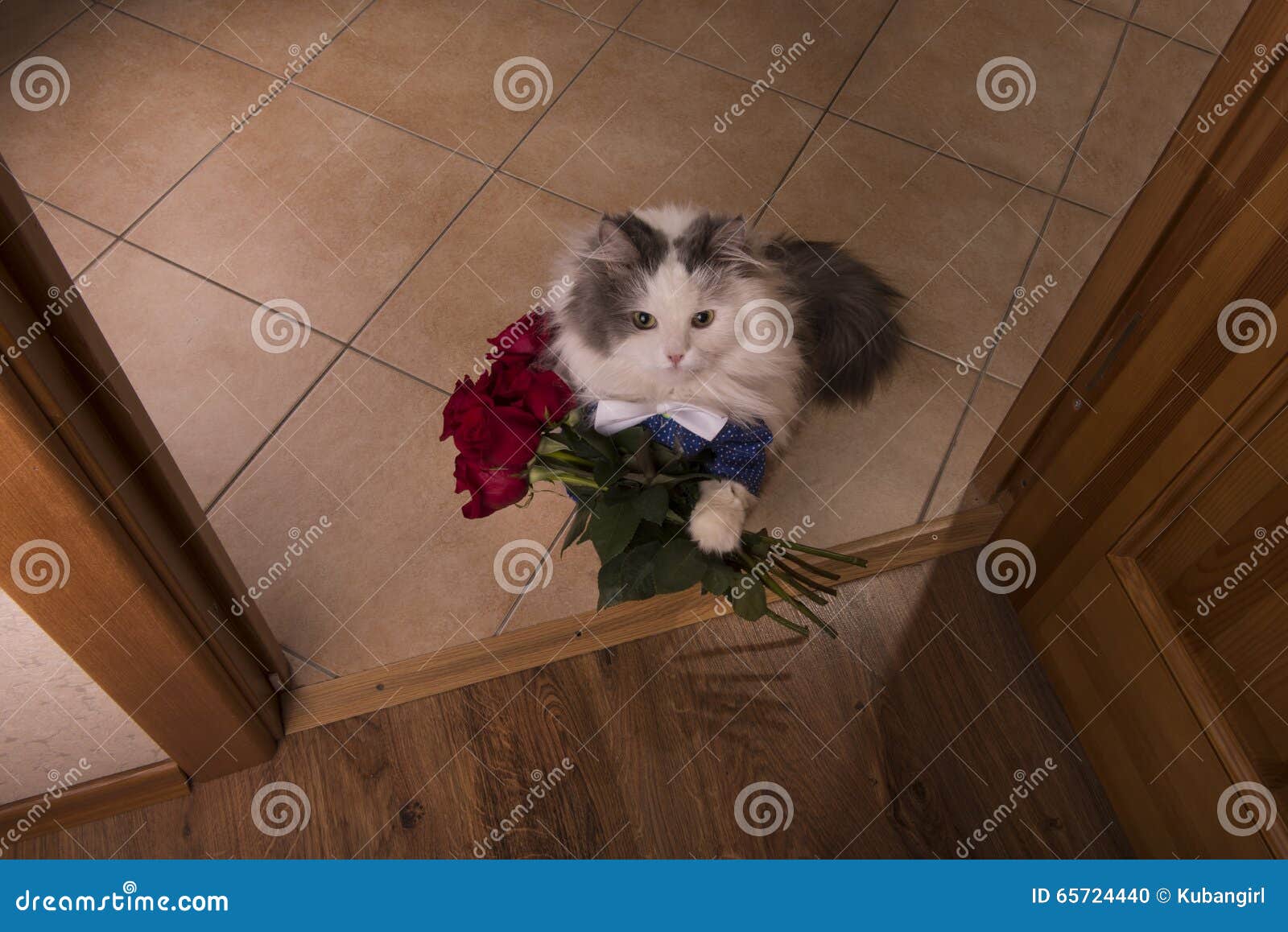Cat Brought Roses As a Gift To His Mom Stock Photo - Image of family ...