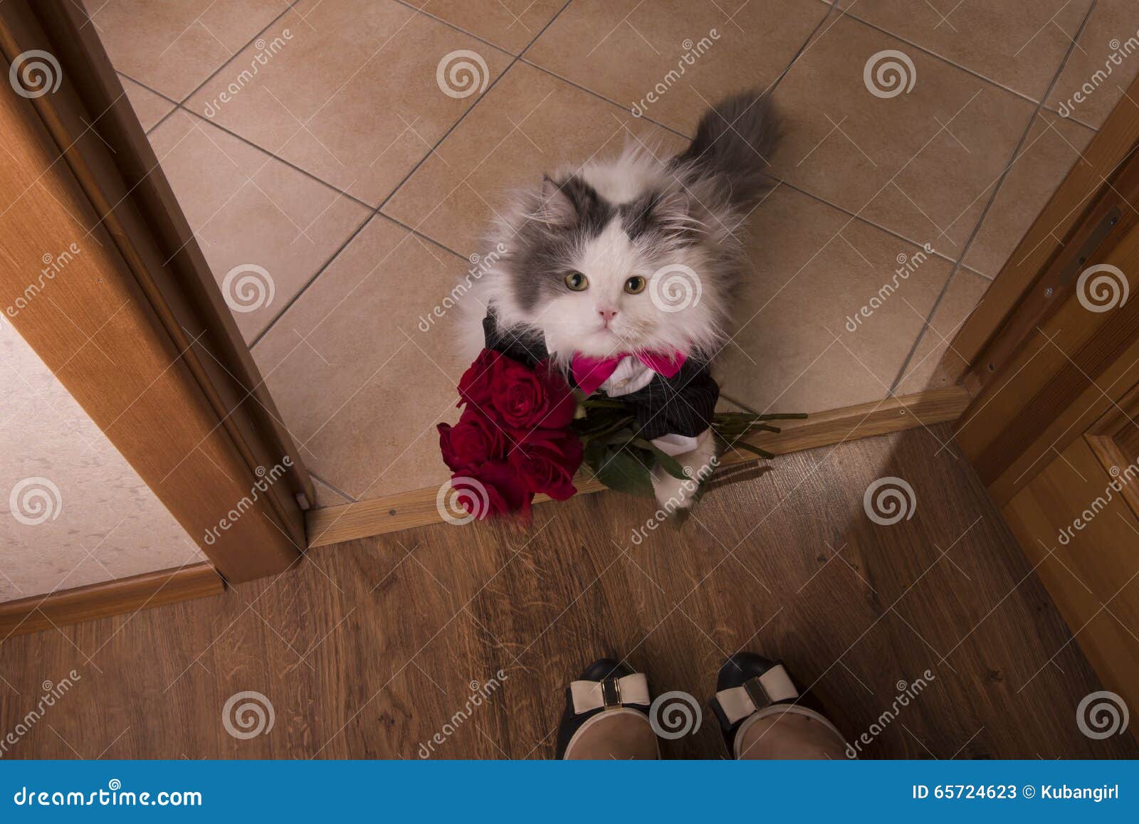 Cat Brought Roses As a Gift To His Mom Stock Image - Image of ...