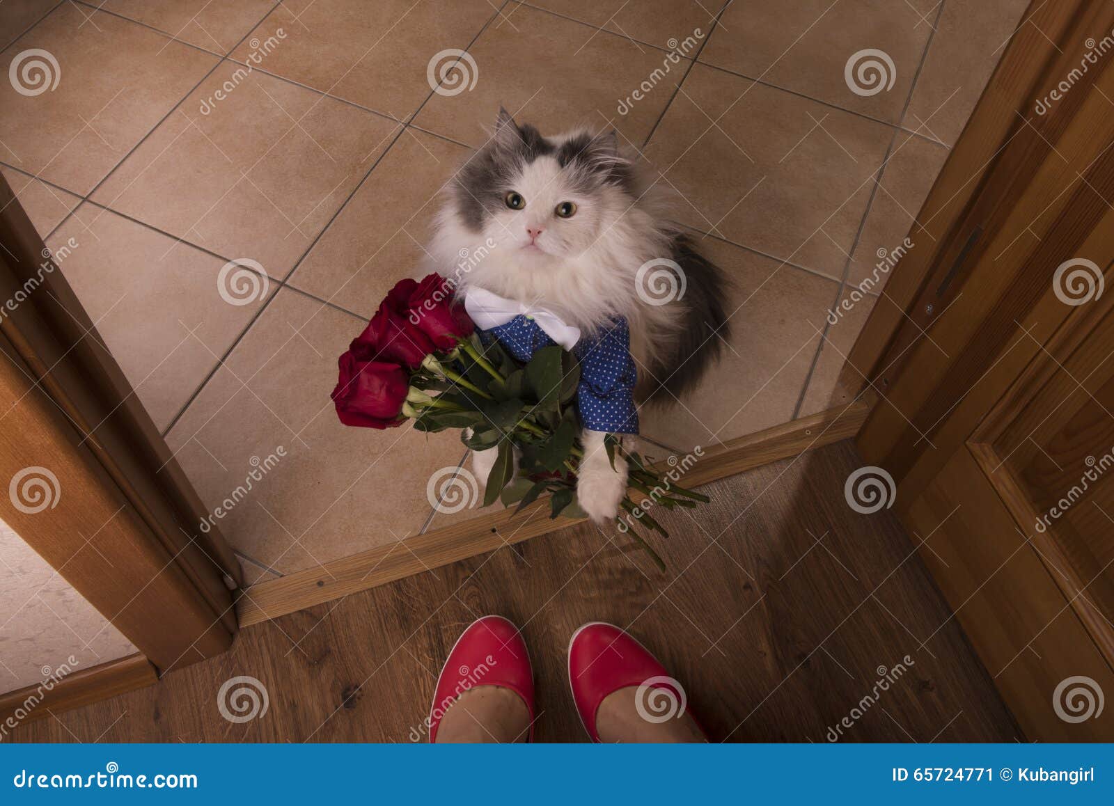 Cat Brought Roses As a Gift To His Mom Stock Image - Image of courier ...