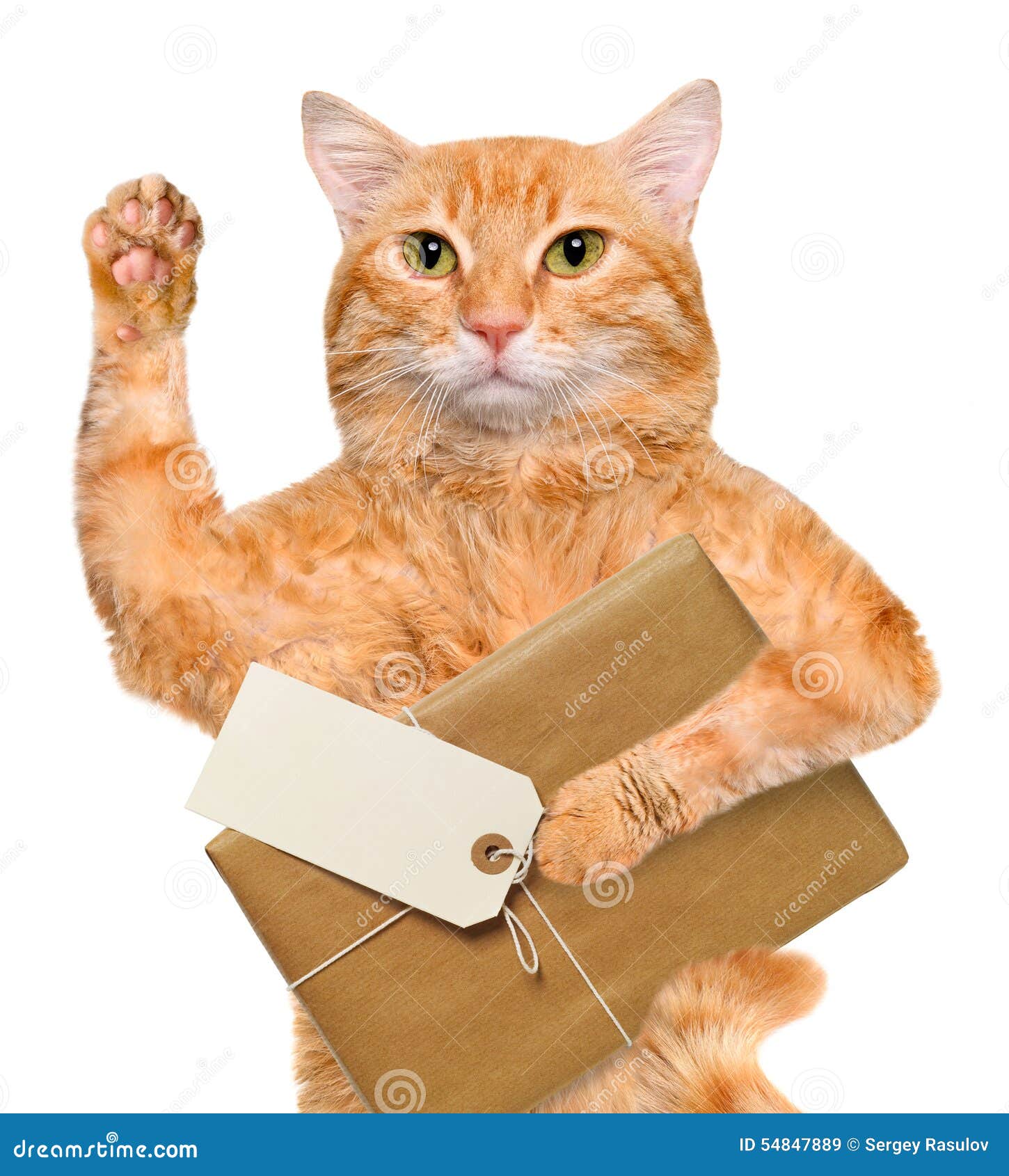 Cat with Brown Paper Parcels Delivery . Stock Image - Image of hold ...