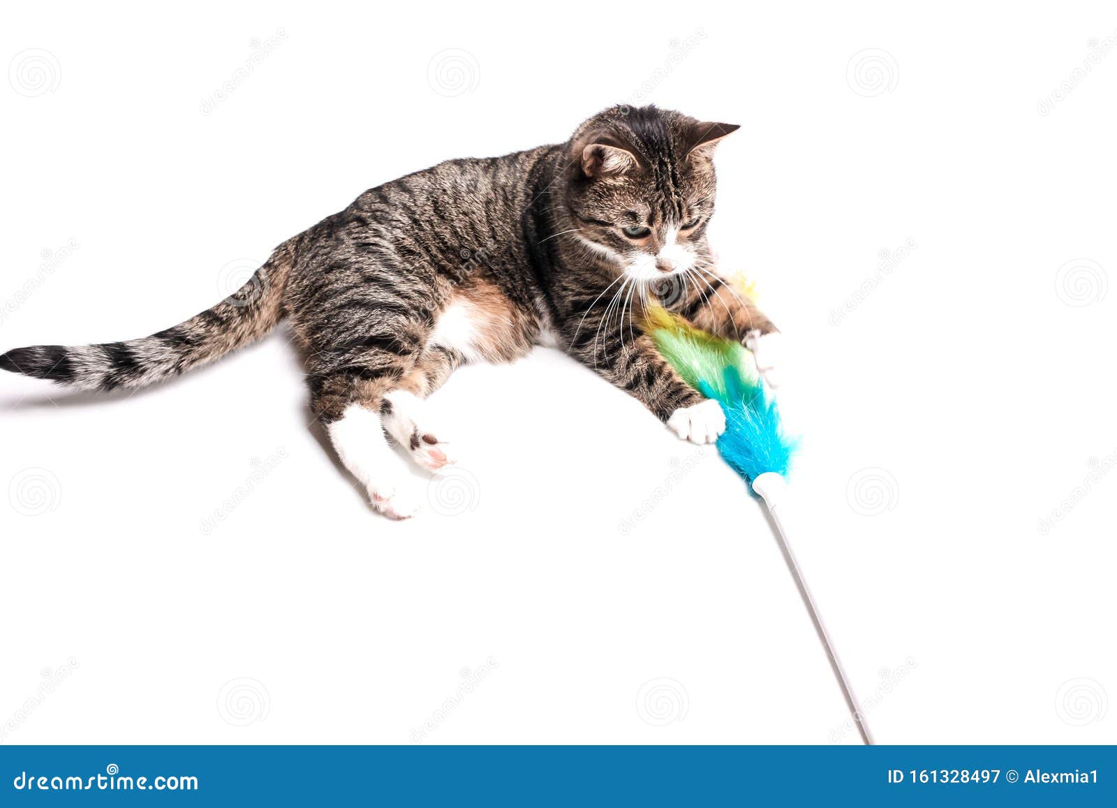 Cat with a Brush, a Broom for Cleaning Dust Stock Image - Image of ...