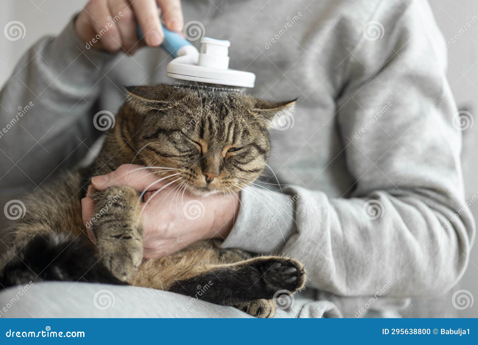 Cat Brushing. Cat Combing Process.Caring for Pets at Home. Gray Cat ...