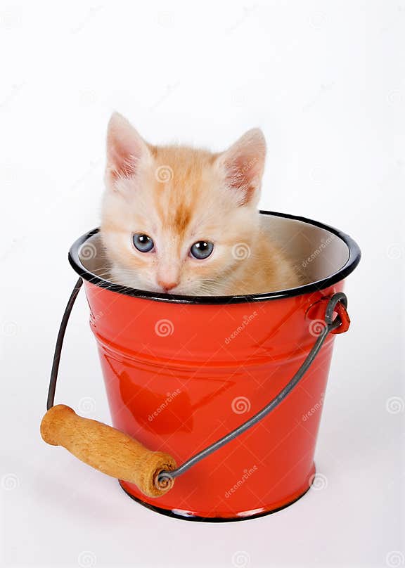 Cat in a bucket stock image. Image of bucket, kitty, isolated - 13097655
