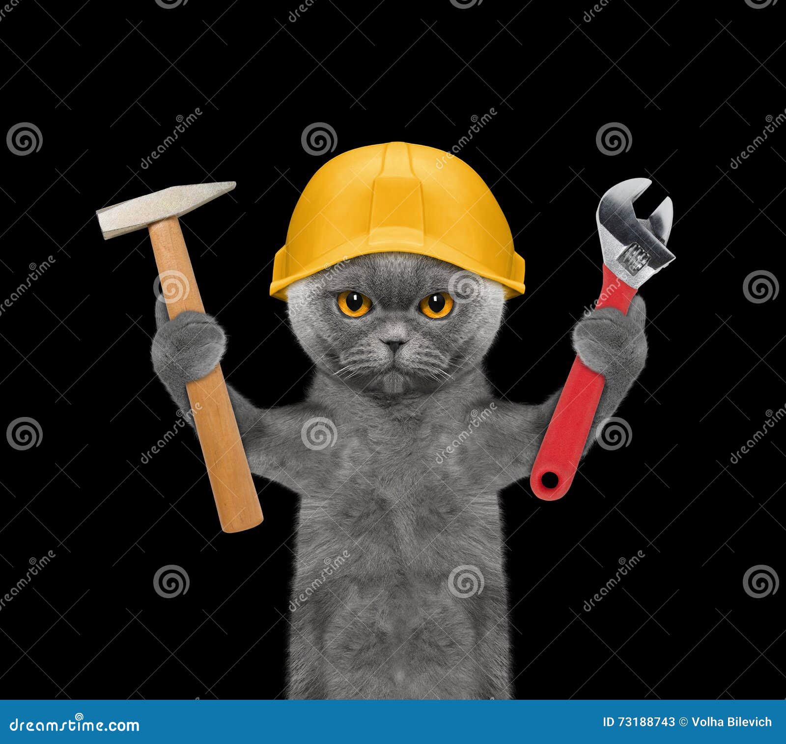 Cat Builder Holding Tools in Its Paws Stock Image - Image of kitten ...