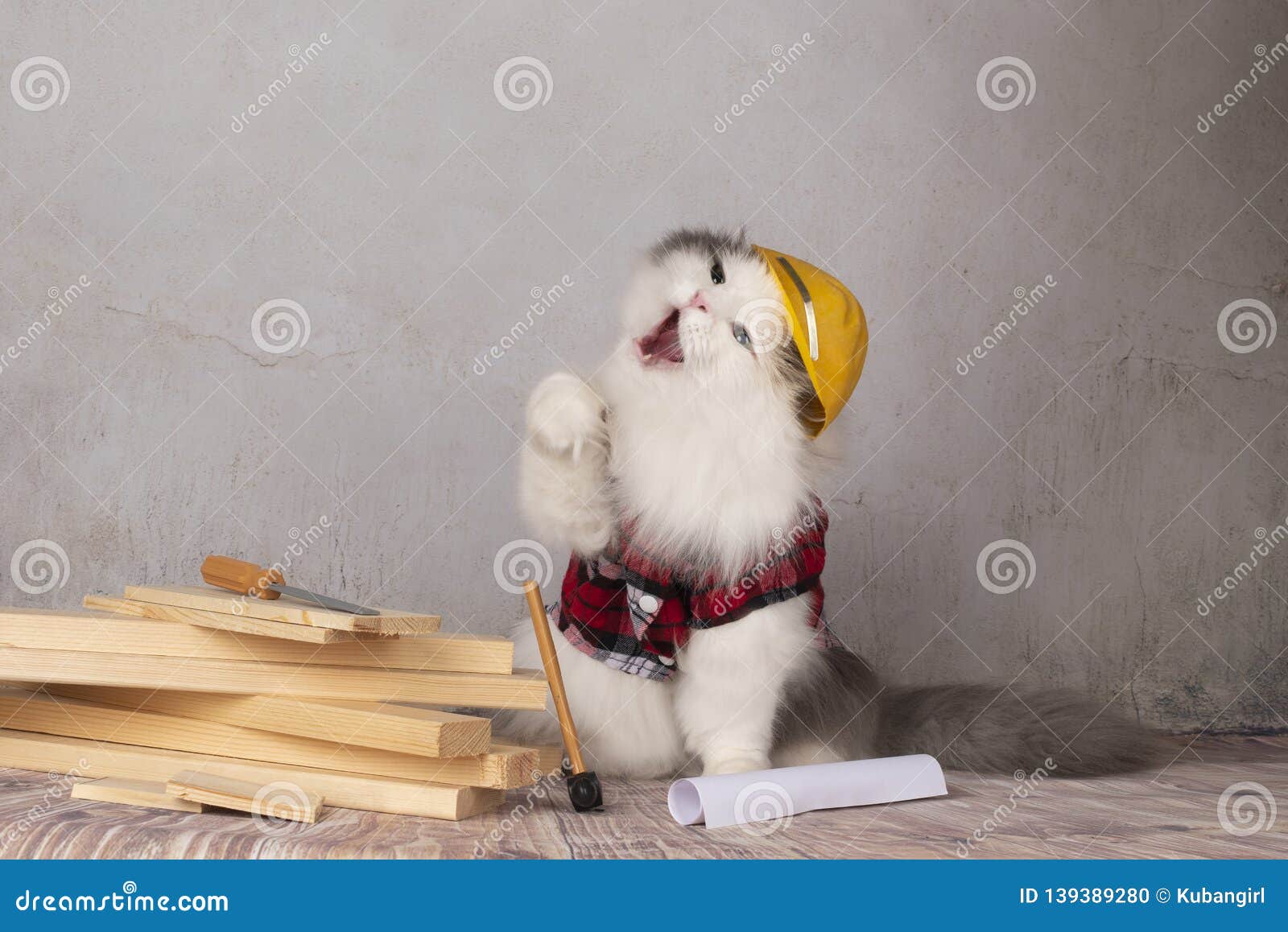 Cat Builder Makes Repairs in the Apartment Stock Photo - Image of ...