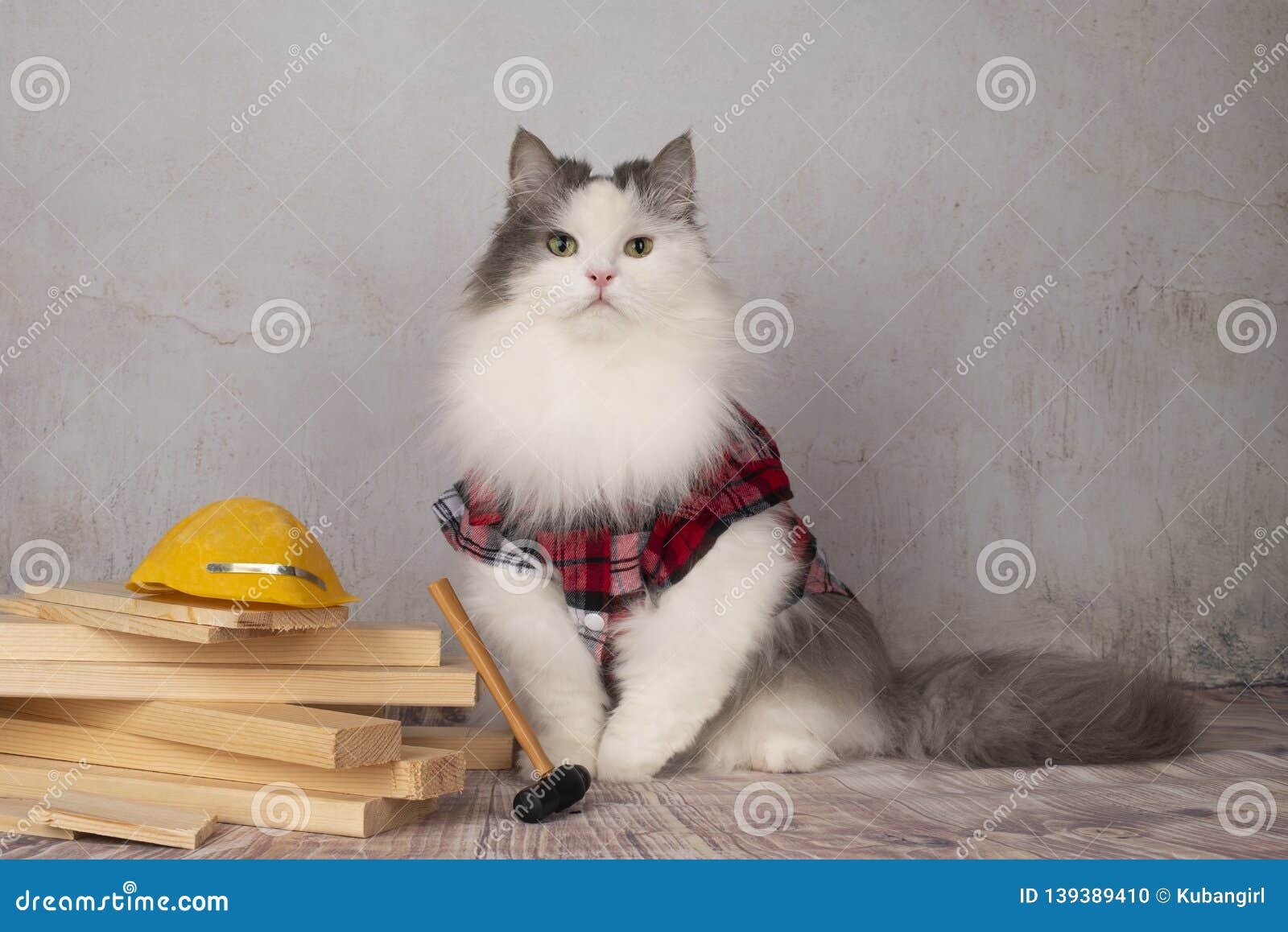 Cat Builder Makes Repairs in the Apartment Stock Photo - Image of kitty ...