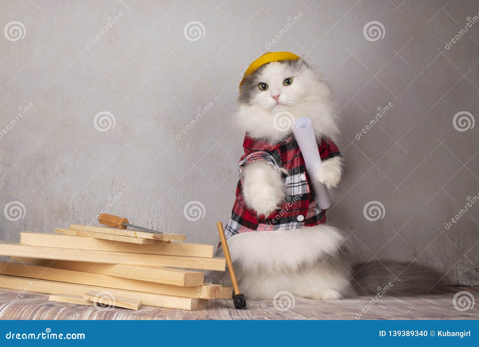 Cat Builder Makes Repairs in the Apartment Stock Photo - Image of ...