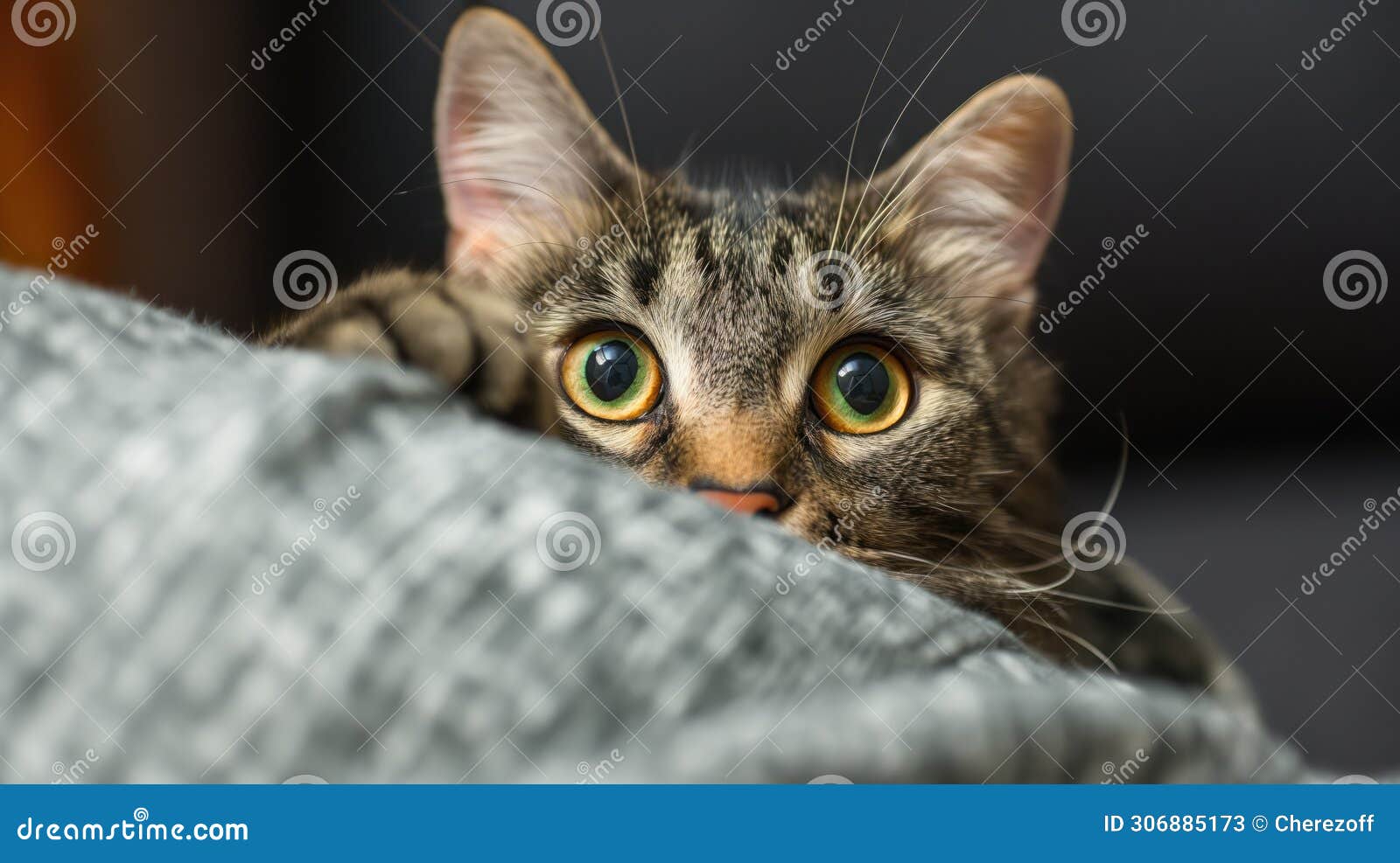 A Cat with Bulging Eyes Looks at Its Owner in Surprise Stock Image ...
