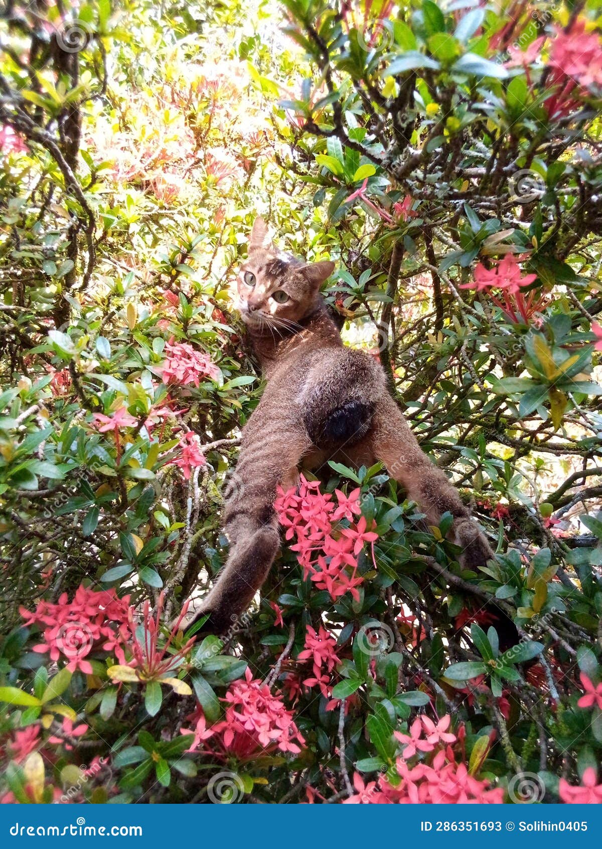 Cat on the bush stock image. Image of bush, brush, funny - 286351693