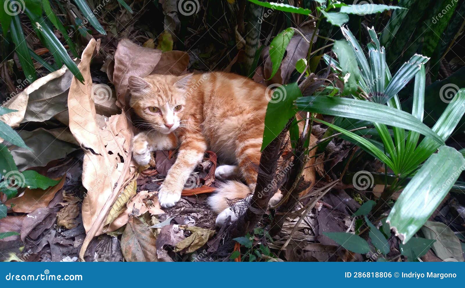A cat in the bush stock photo. Image of fury, bush, daylight - 286818806
