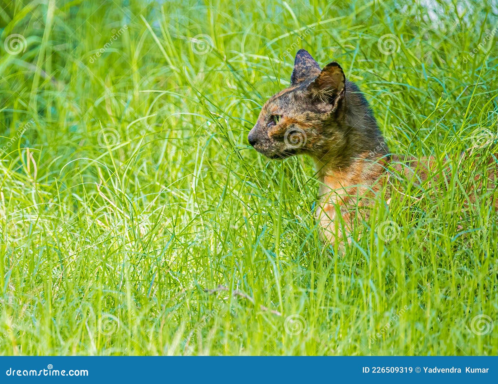A Cat in the bush stock image. Image of sulk, pose, beautiful - 226509319