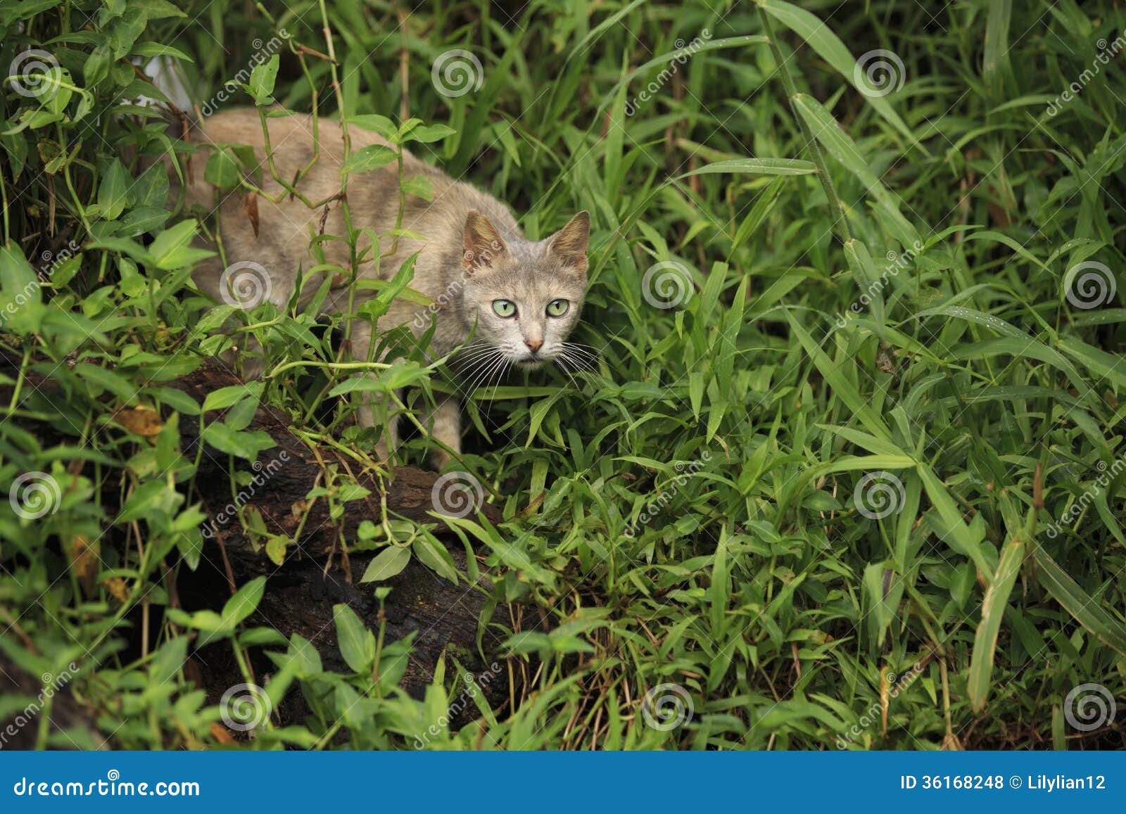 Cat in the bush stock photo. Image of nature, bush, cute - 36168248