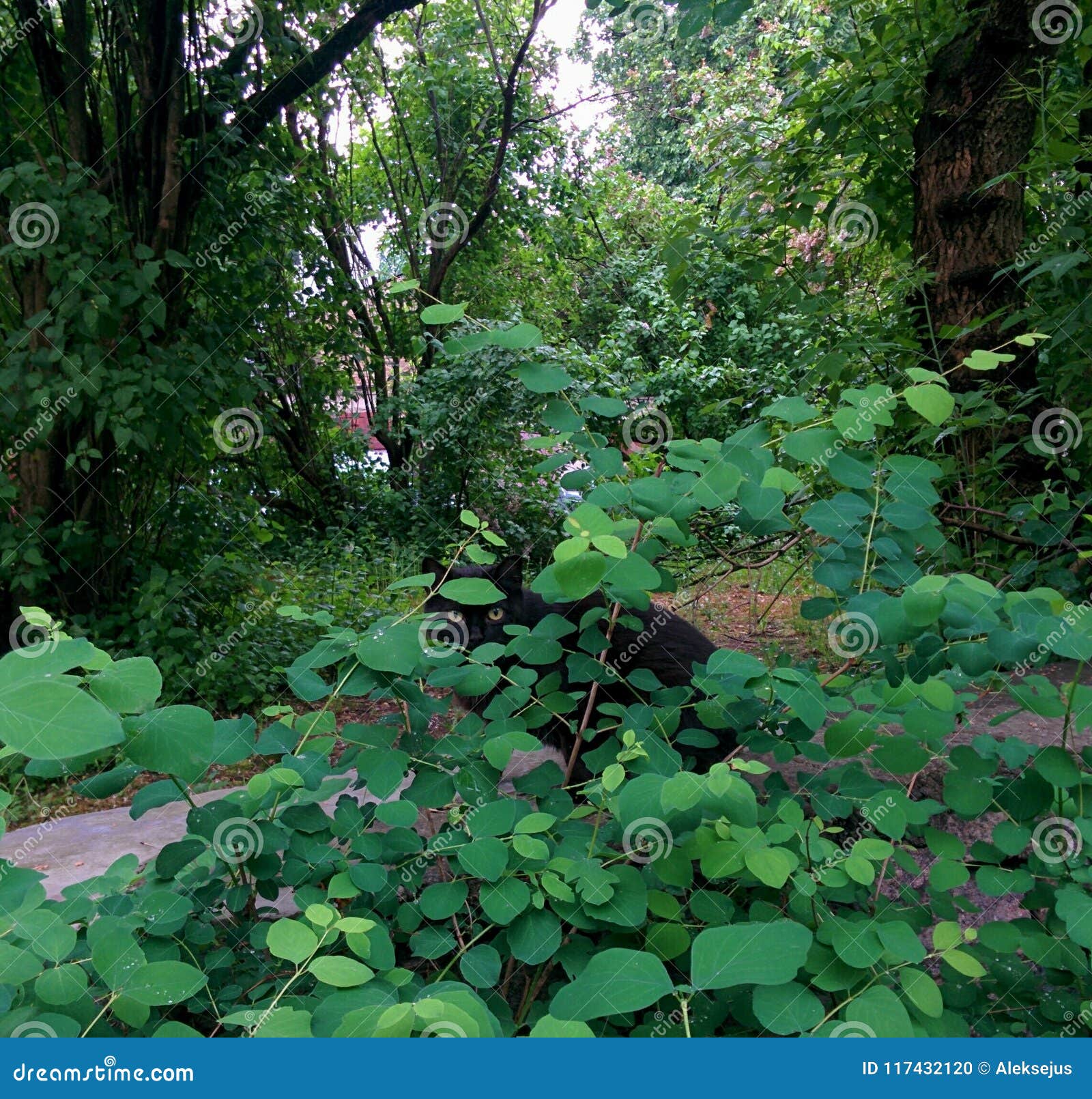 Cat in the bush stock photo. Image of animals, nature - 117432120