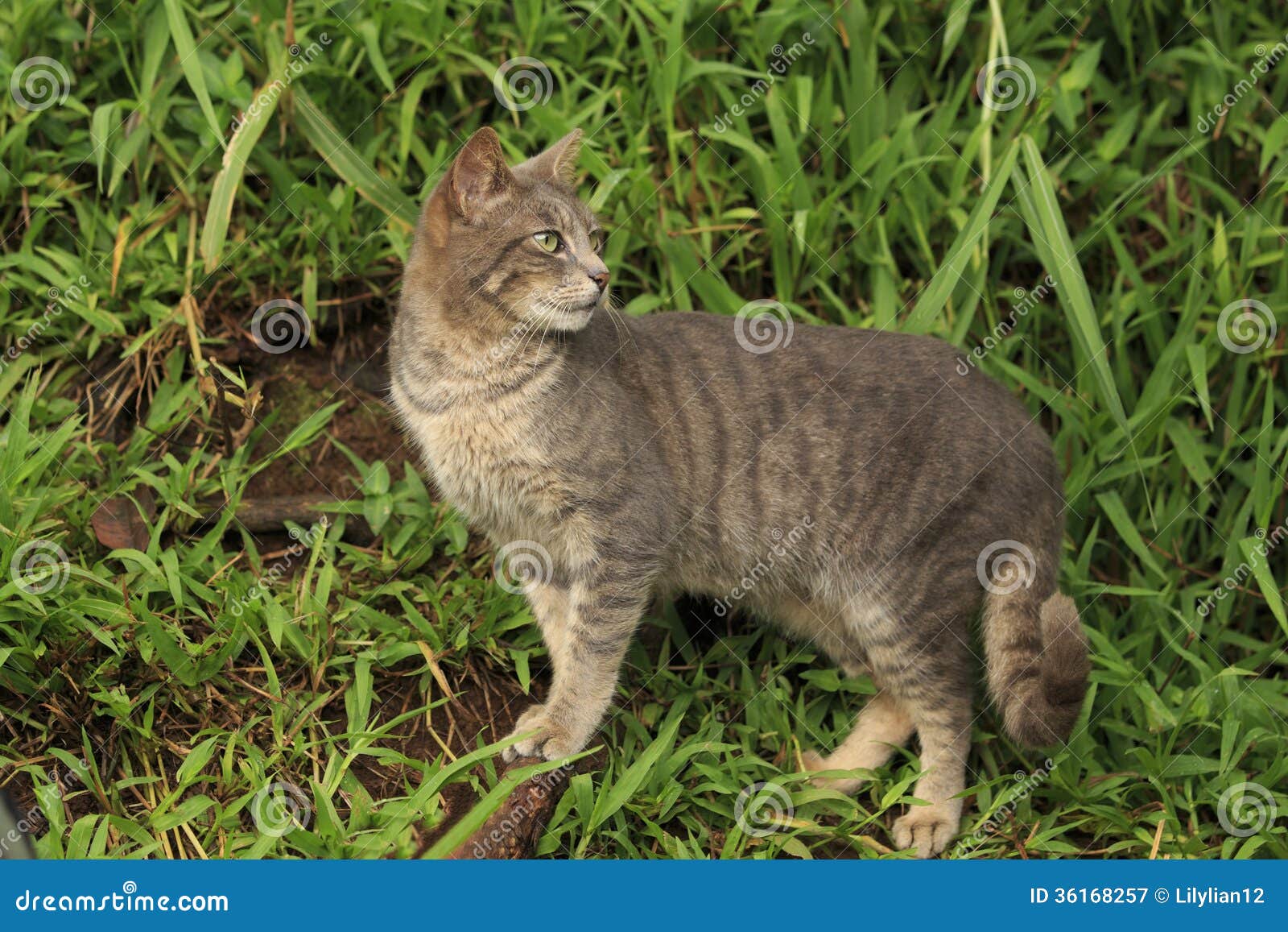 Cat in the bush stock image. Image of bush, cigarettes - 36168257