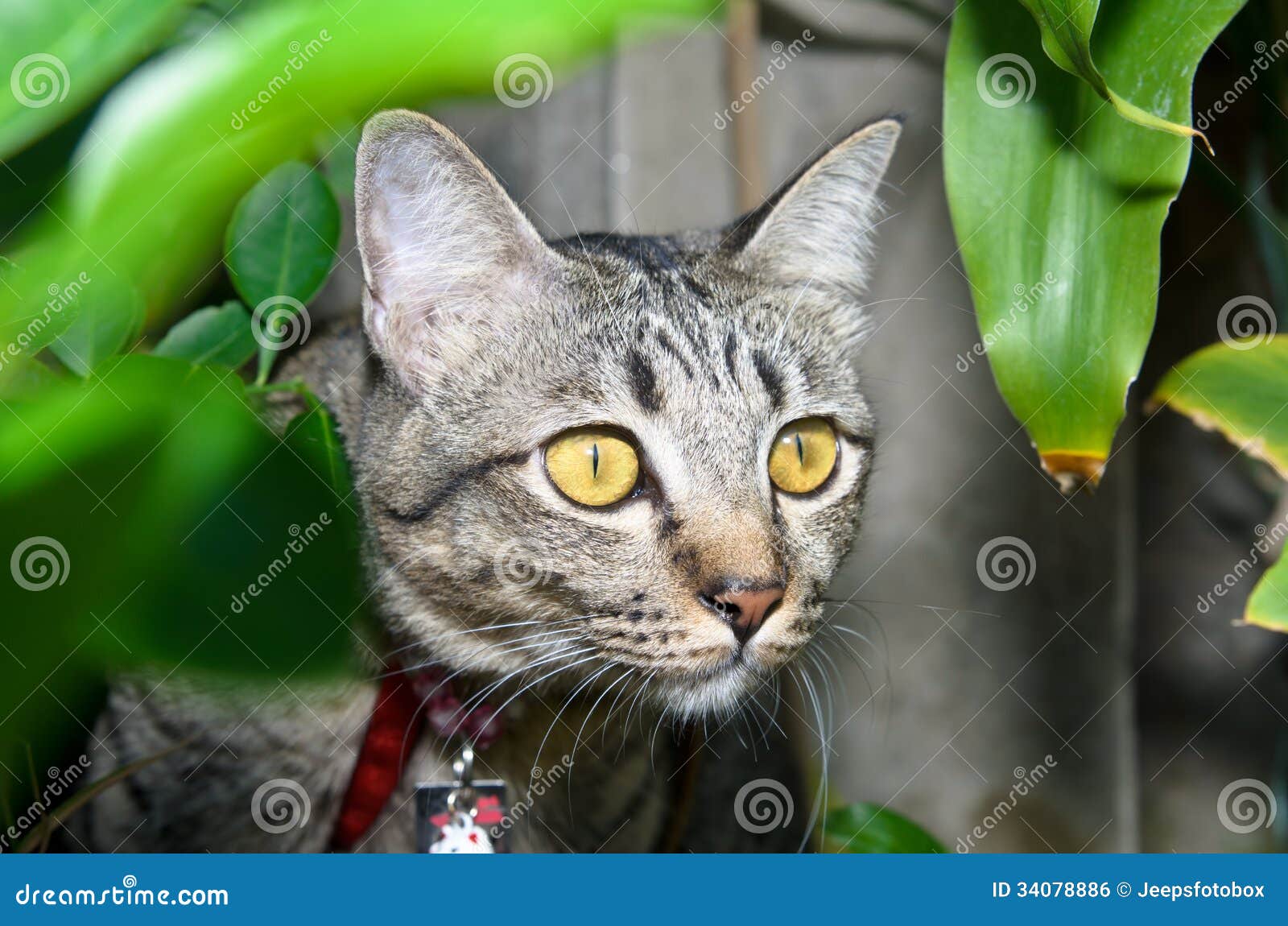 A Cat in a Bush stock photo. Image of lovable, mammal - 34078886