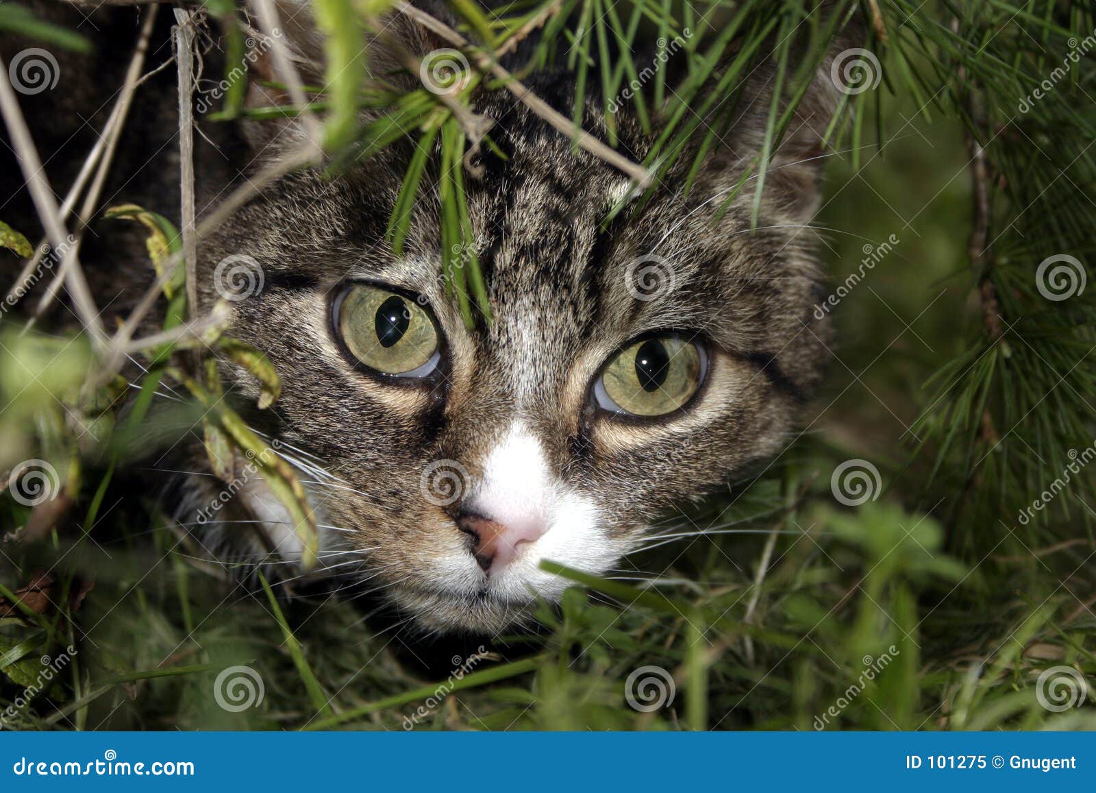Cat in Bushes stock image. Image of shrubs, meow, eyes - 101275