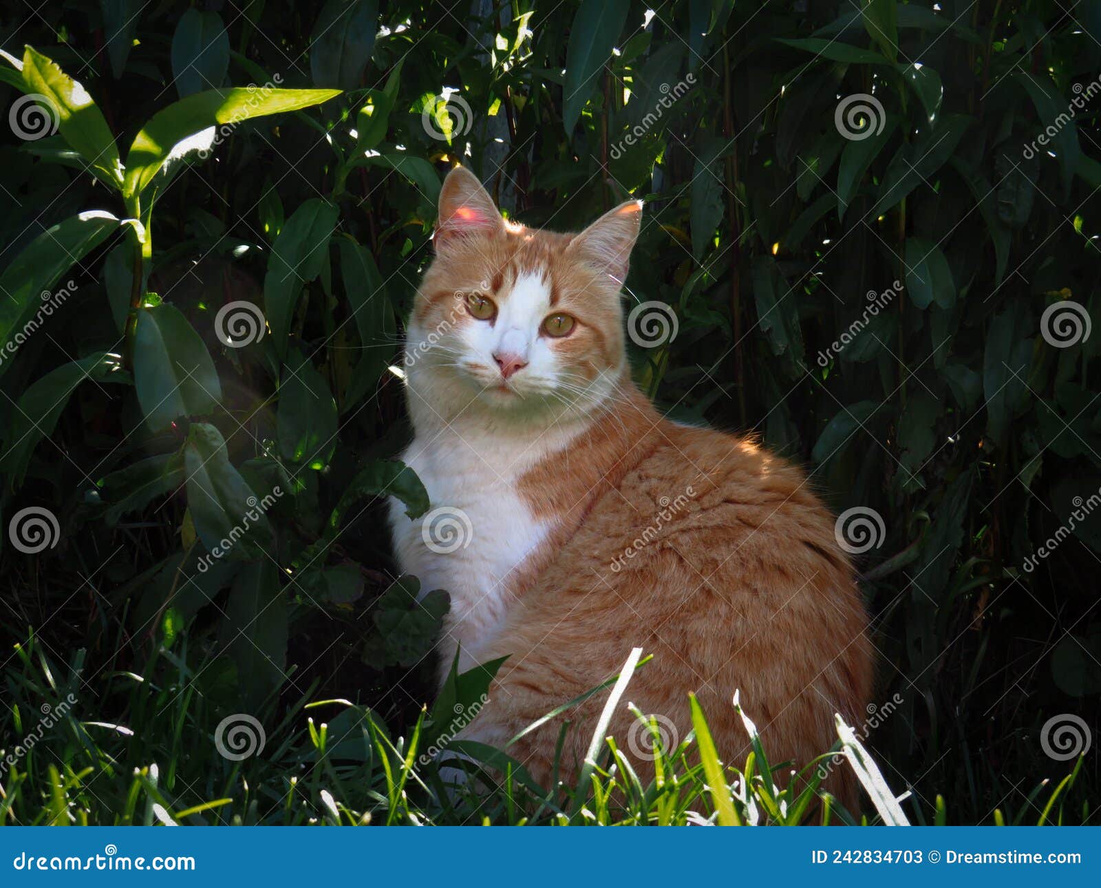 A cat in the bushes stock image. Image of kitten, carnivore - 242834703