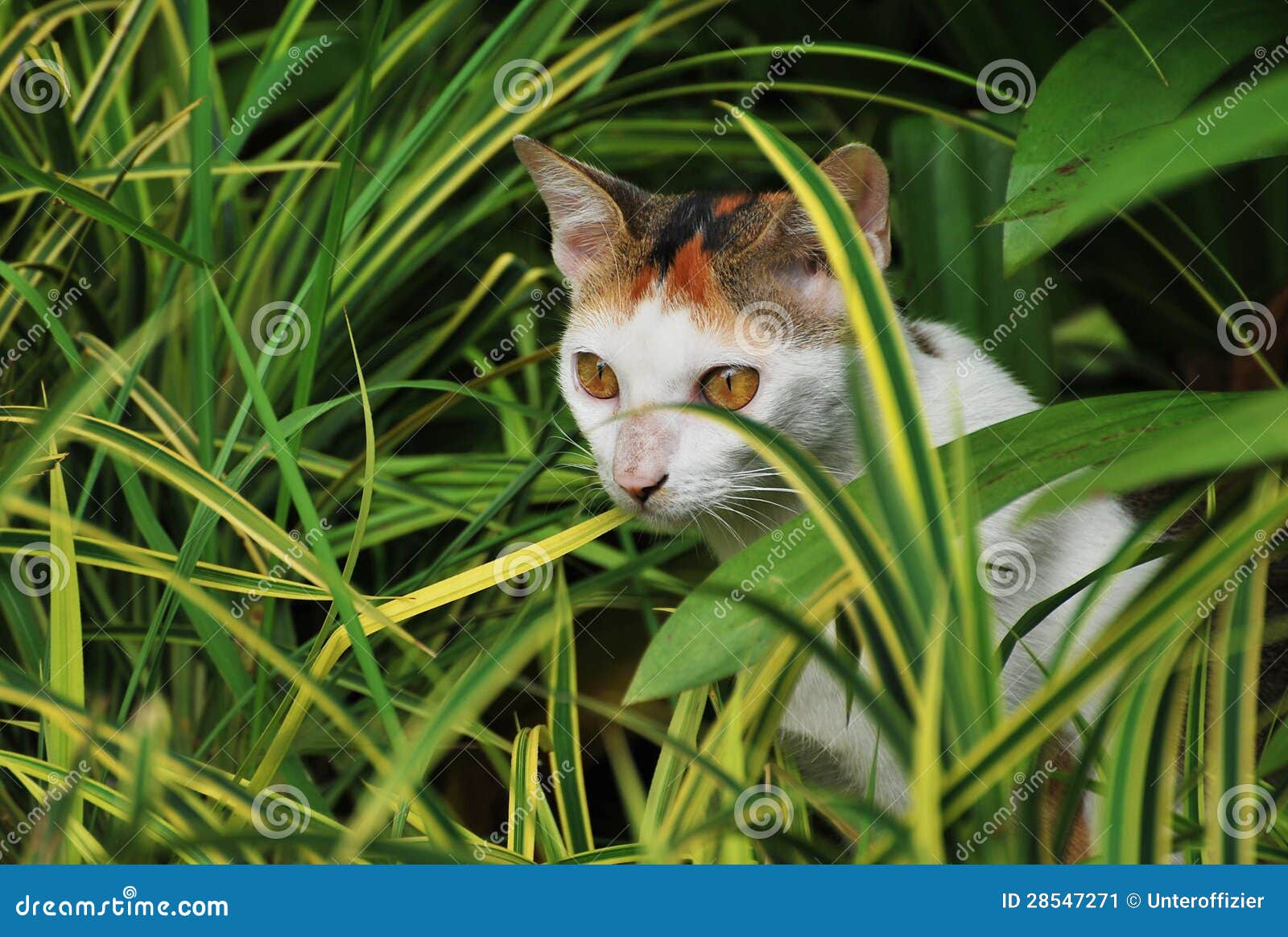 Cat in the Bushes stock image. Image of interest, kennel - 28547271