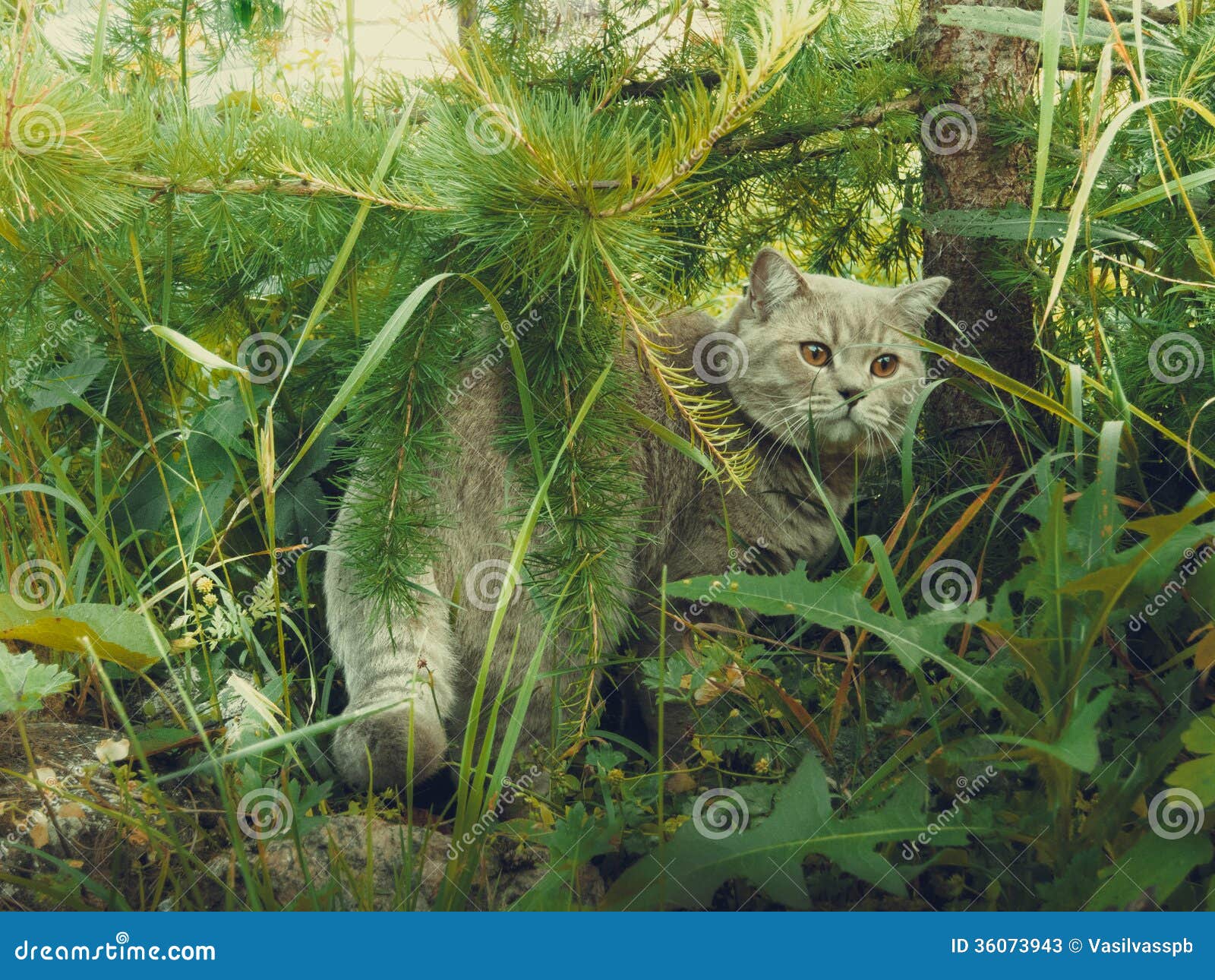Cat in the bushes stock image. Image of mammal, plant - 36073943