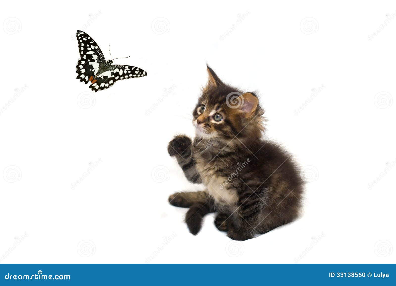Cat and butterfly stock photo. Image of brown, pets, young - 33138560