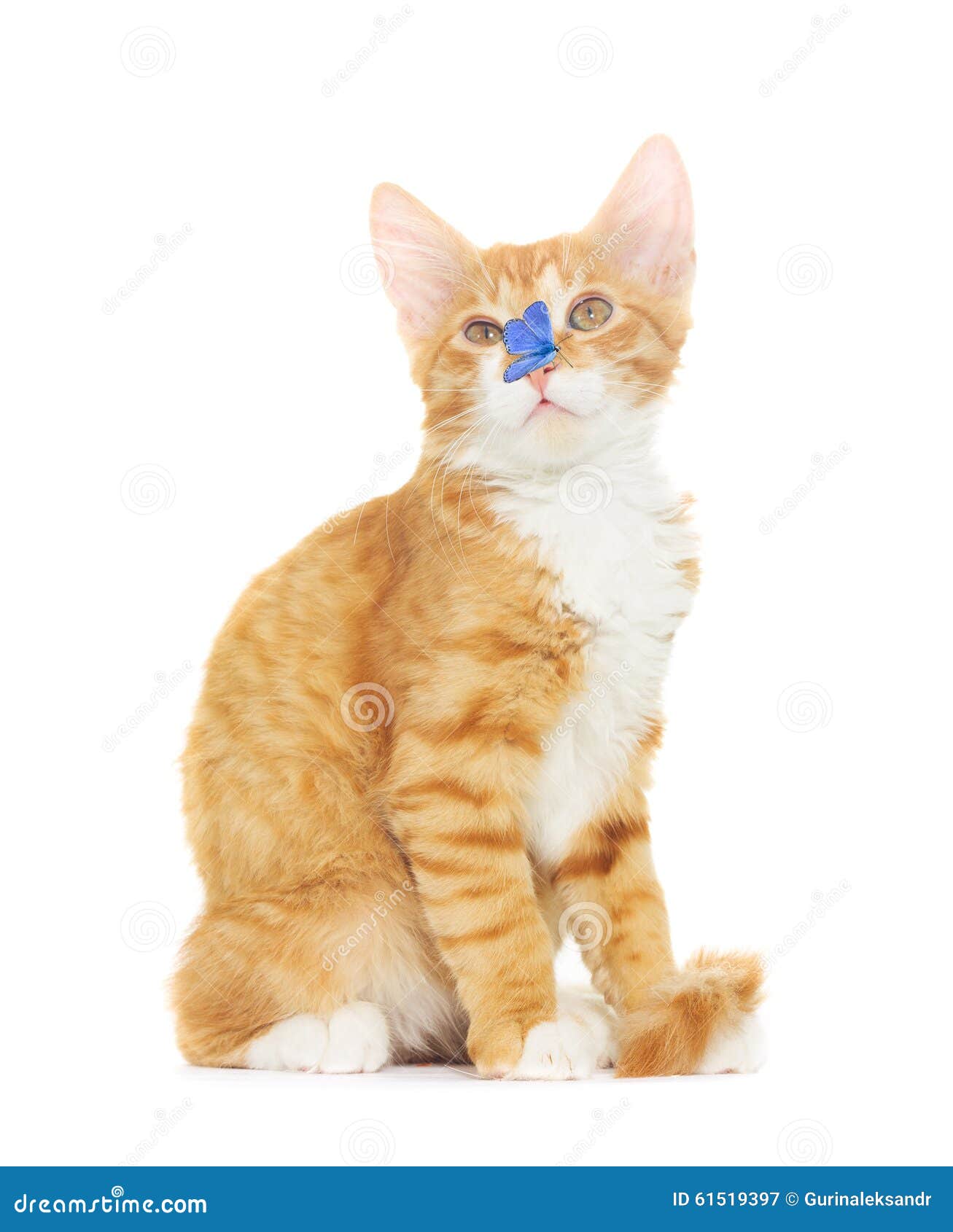Young Cat Catching Butterfly Royalty-Free Stock Image | CartoonDealer ...